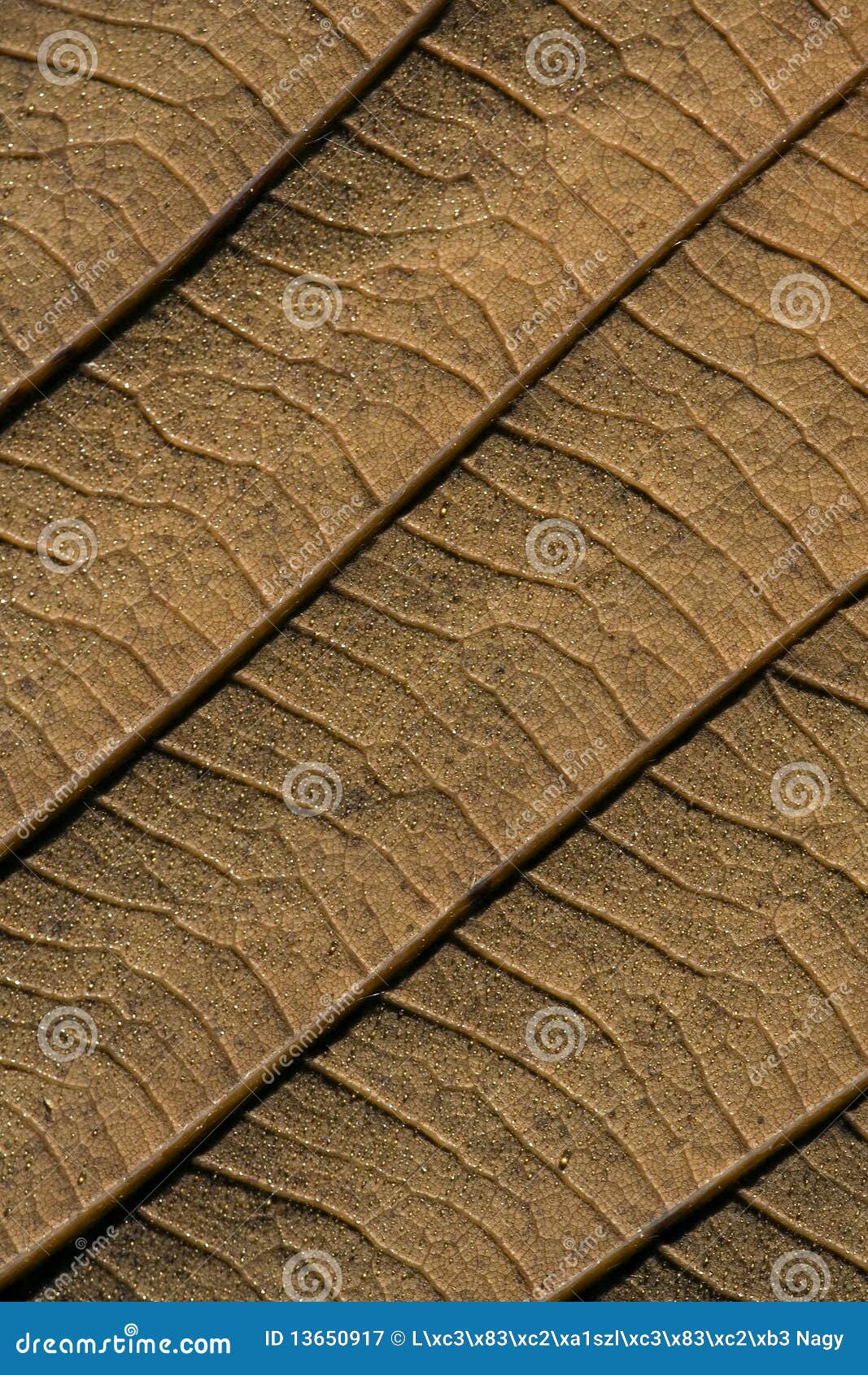 Back Side of a Brown Oak Leaf Stock Image - Image of white, structure ...