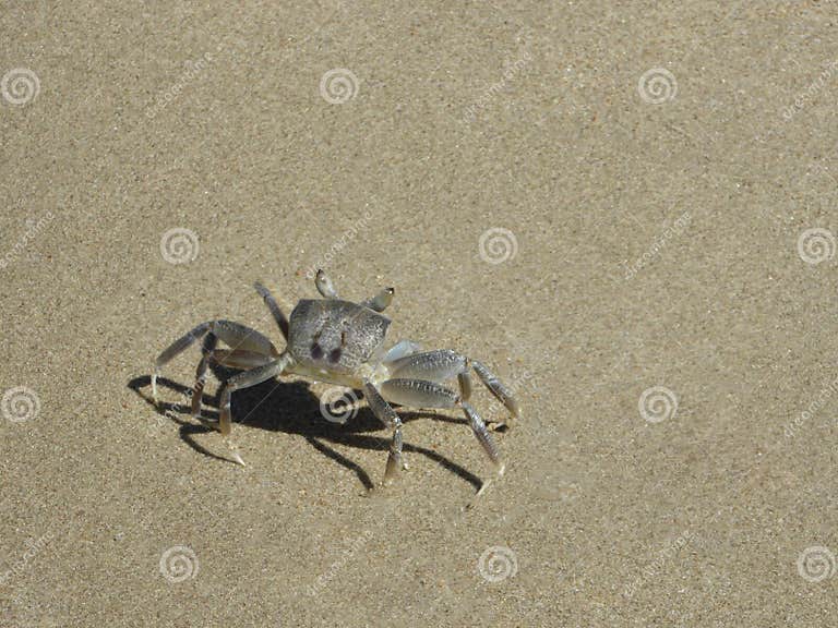 Back Side of Crab in the Sand on the Beach with Shadow in Sun Light ...