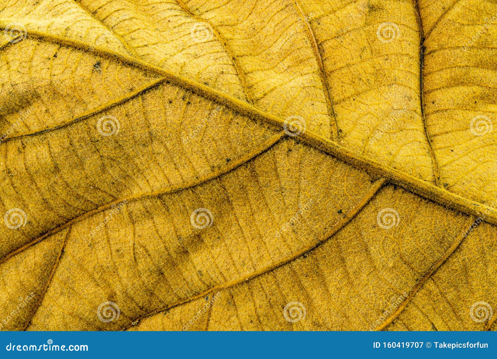 Back Side of Dry Teak Leaf Texture Stock Image - Image of leaf, color ...