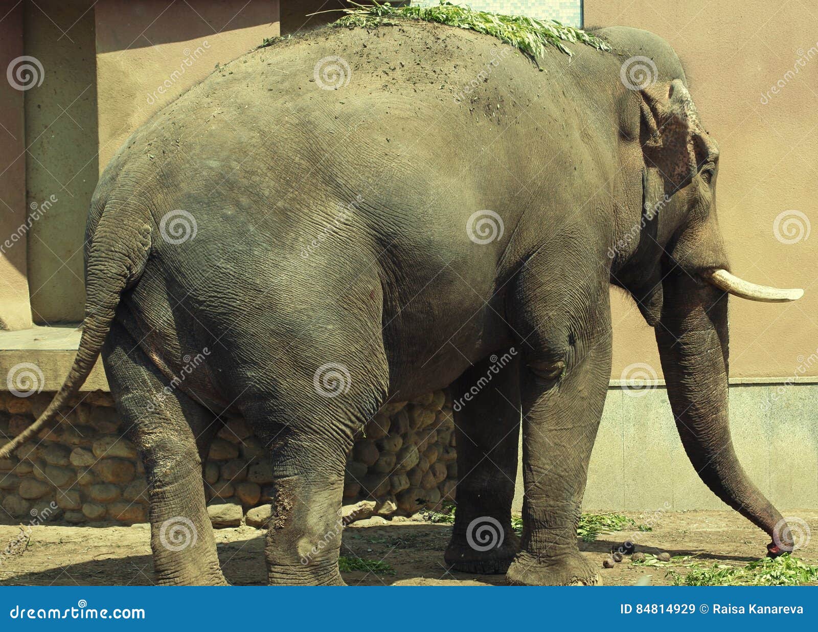 The Back Side of an Elephant at a Zoo Stock Image - Image of look, aged ...