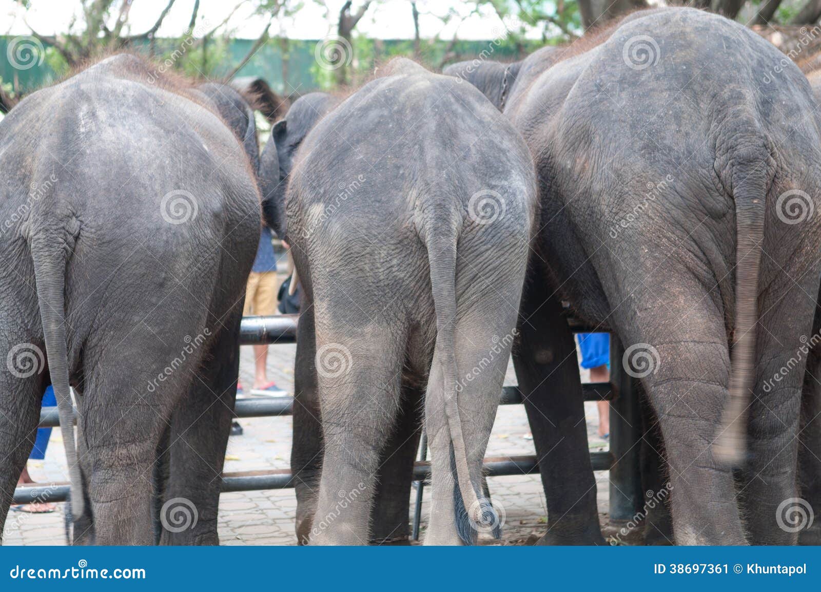 Back Side of Elephant in Zoo Stock Image - Image of texture, tropical ...