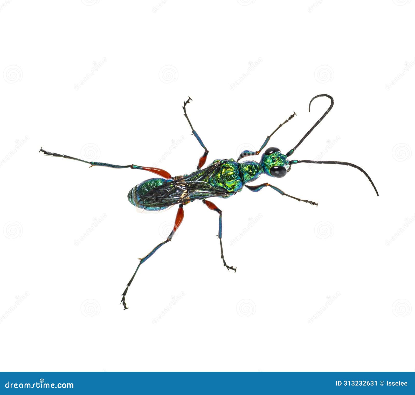 Emerald Cockroach Wasp Ampulex Compressa. Royalty-Free Stock Image ...