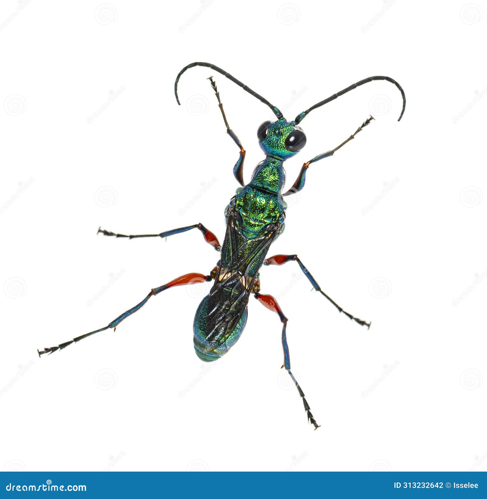 Back Side of a Emerald Cockroach Wasp, Ampulex Compressa, Isolated on ...