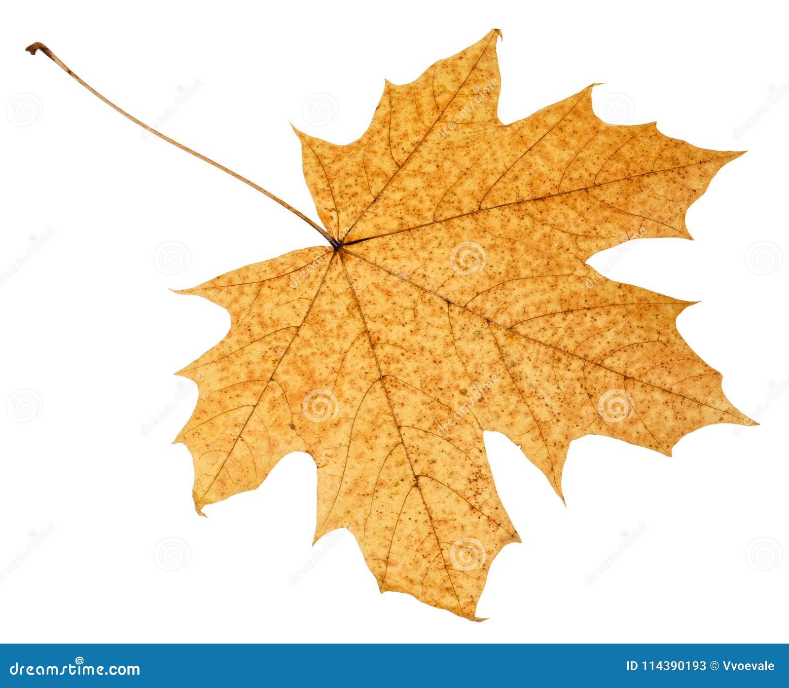 Back Side of Fallen Autumn Leaf of Acer Tree Stock Image - Image of ...