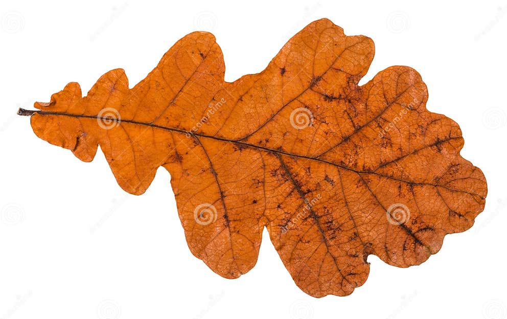 Back Side of Fallen Dried Leaf of Oak Tree Stock Photo - Image of ...