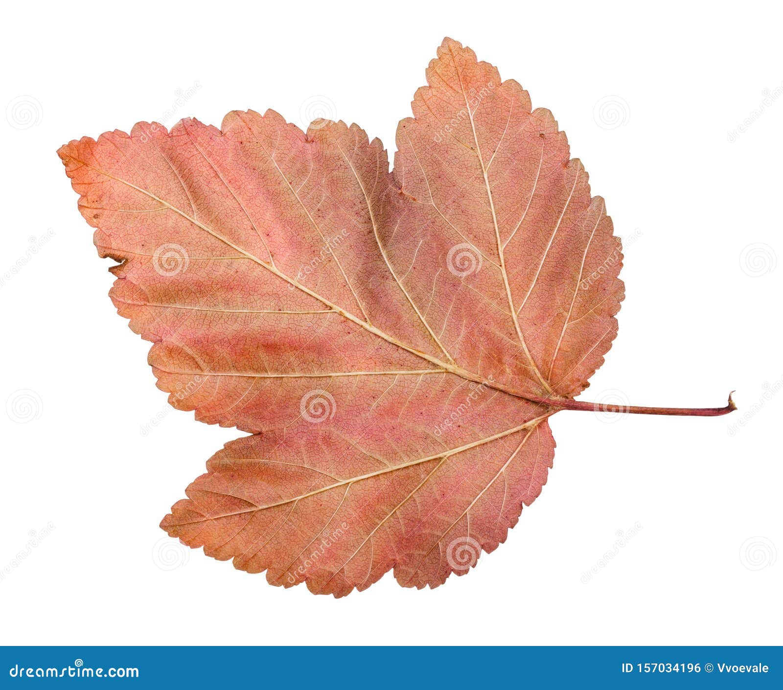 Back Side of Fallen Leaf of Ninebark Shrub Stock Photo - Image of ...