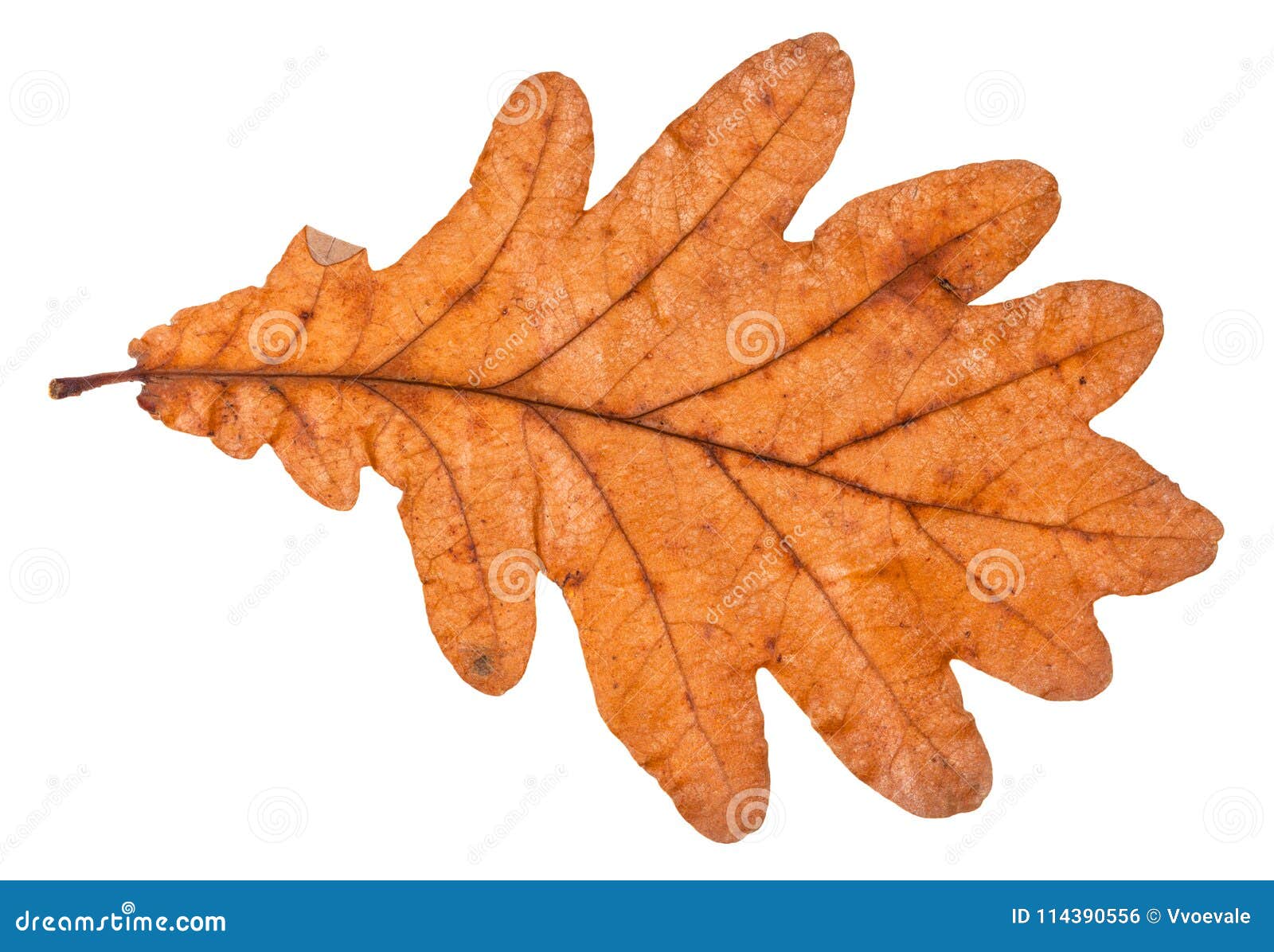 Falling Oak Leaf