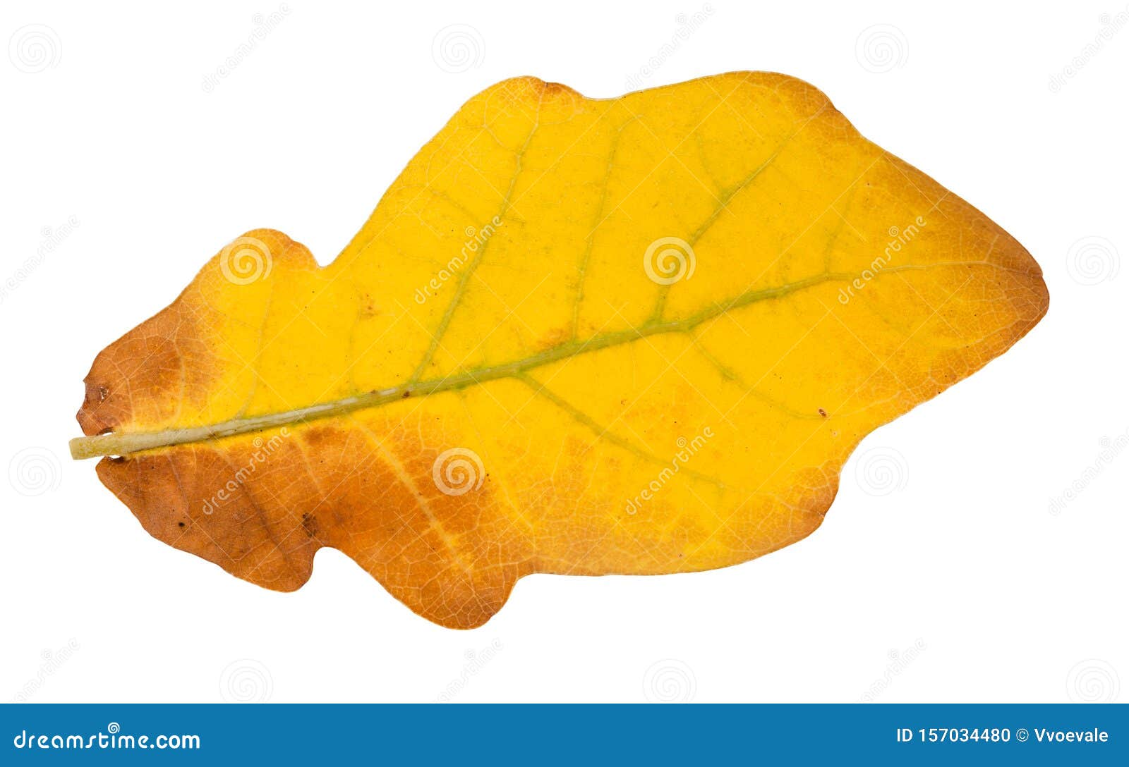 Back Side of Fallen Yellow Oak Leaf Isolated Stock Photo - Image of ...