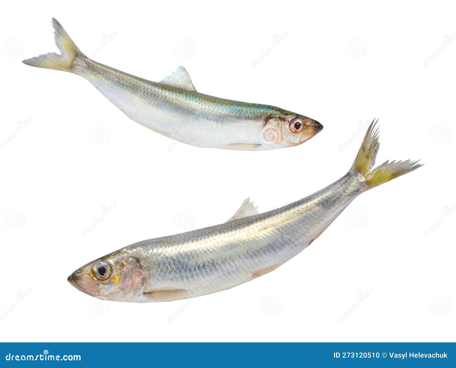 Back Side of the Fish Isolated on White Stock Photo - Image of omega ...