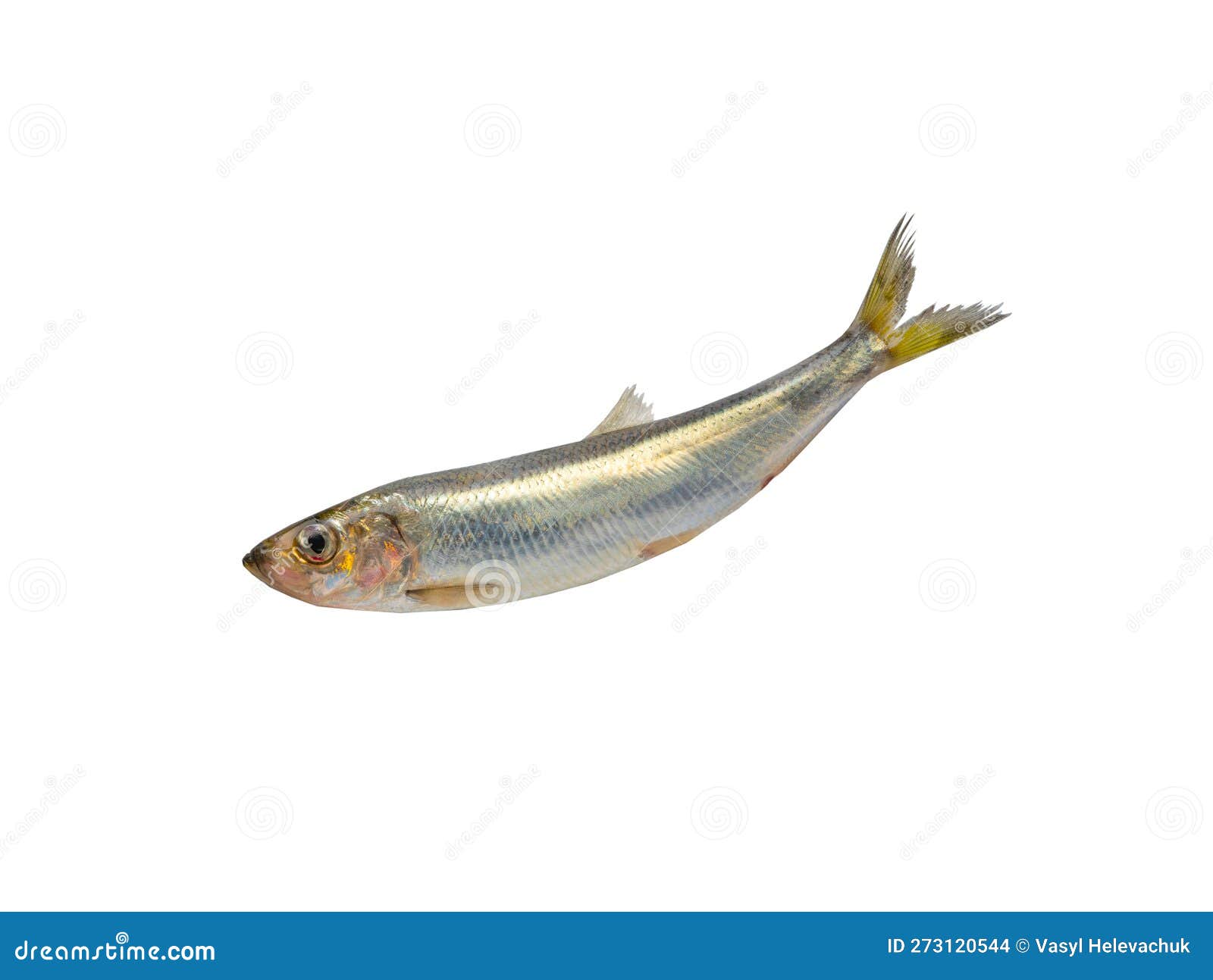 Back Side of the Fish Isolated on White Stock Photo - Image of seafood ...