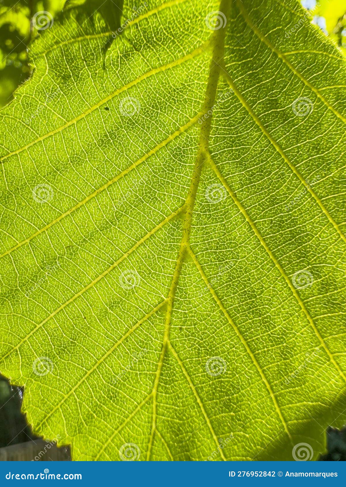 Back Side of Fresh Green Leaf of Alder Tree Iluminated by Sun Light ...