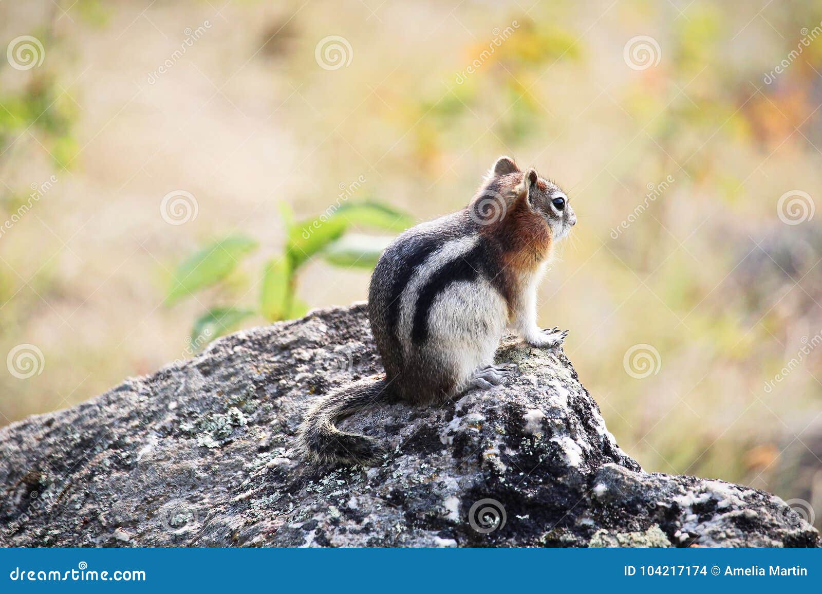 Back Side of Golden Mantled Ground Squirrel on a Rock Stock Photo ...