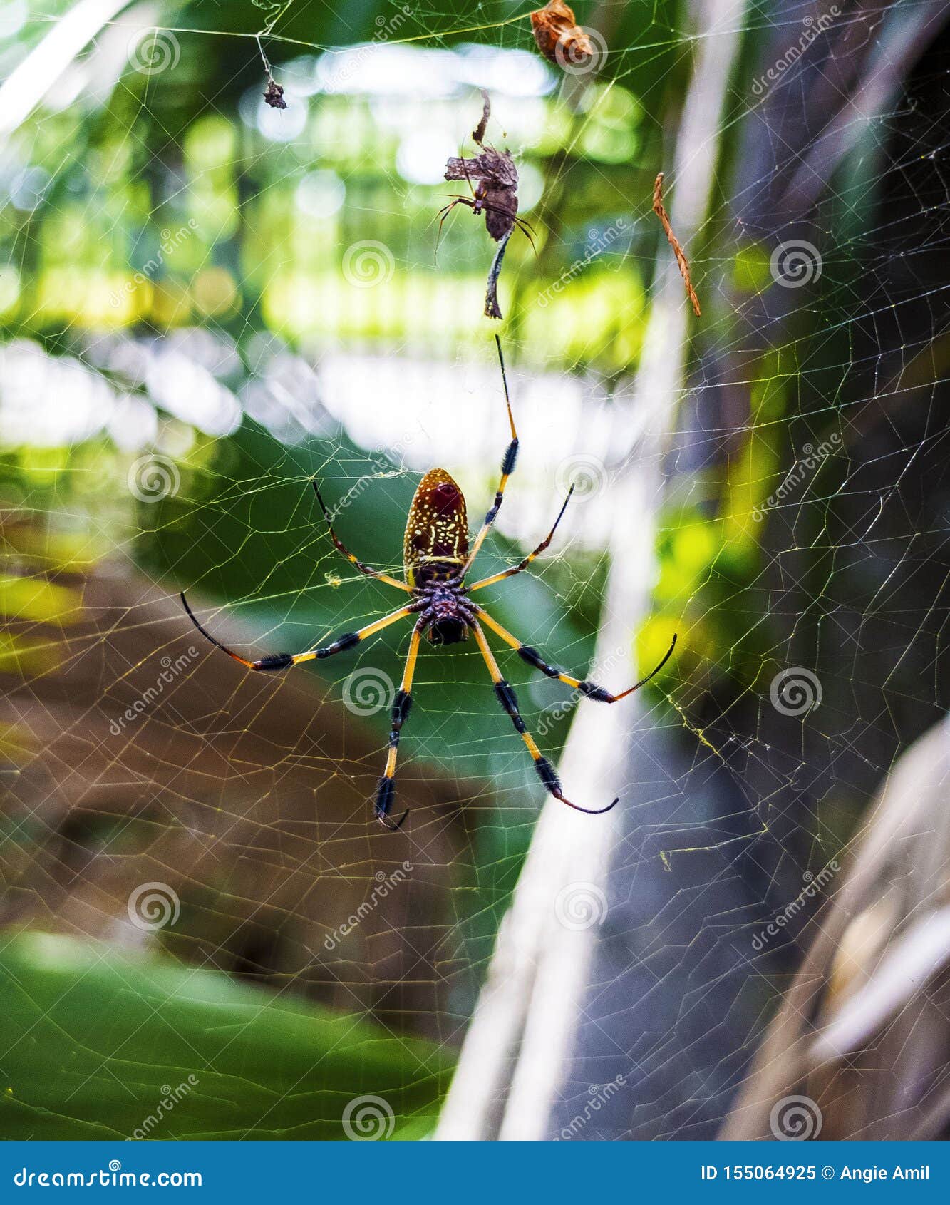 Back Side of a Golden Spider on Web Stock Image - Image of silk, female ...