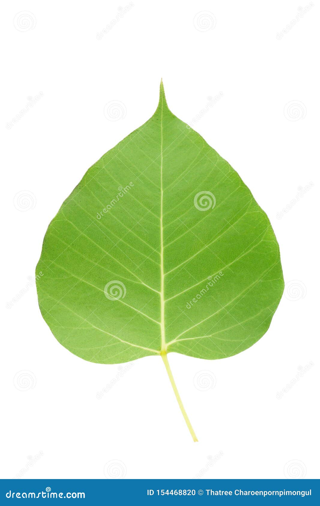 Back Side of Green Bodhi Leaf on White Background. Stock Photo - Image ...