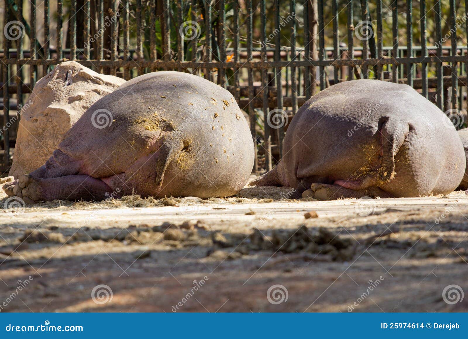 The back side of a hippo stock photo. Image of back, safari - 25974614