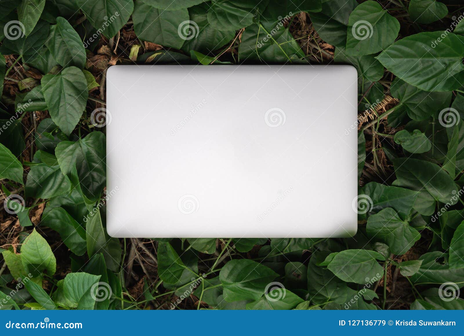 Back Side of Laptop Computer with Leaves Pattern Background Stock Image ...