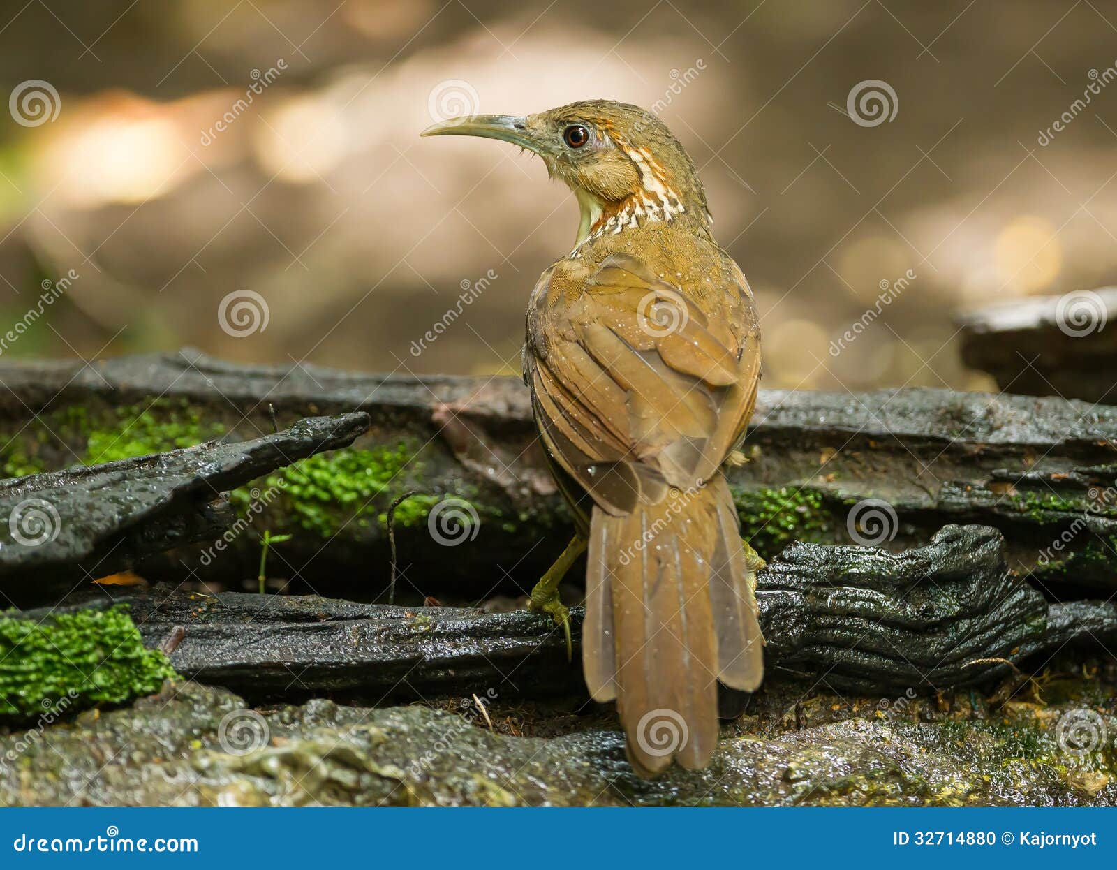 Back Side of Large Scimitar-Babble Stock Photo - Image of creature ...