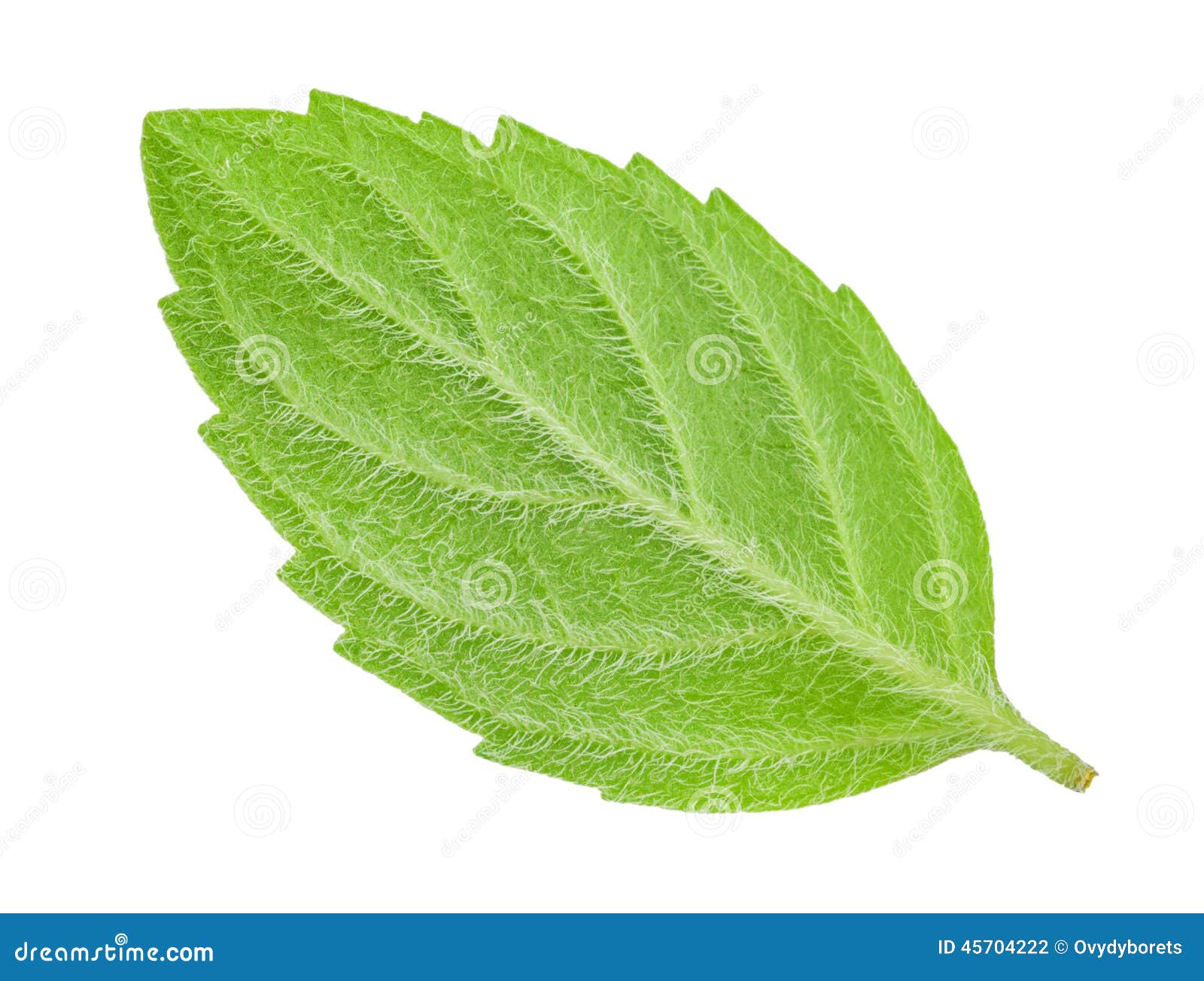 Back Side of Leaf Mint Isolated Stock Photo - Image of herb, spice ...