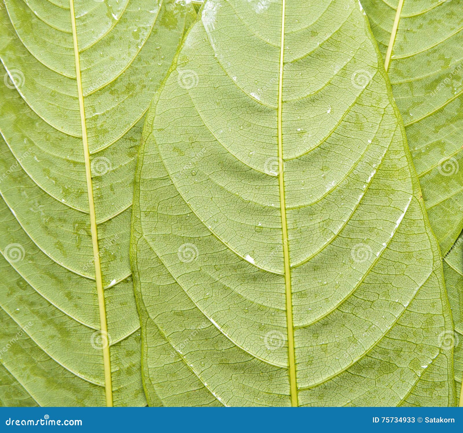 Back Side of Leaves Texture Stock Image - Image of fresh, botany: 75734933