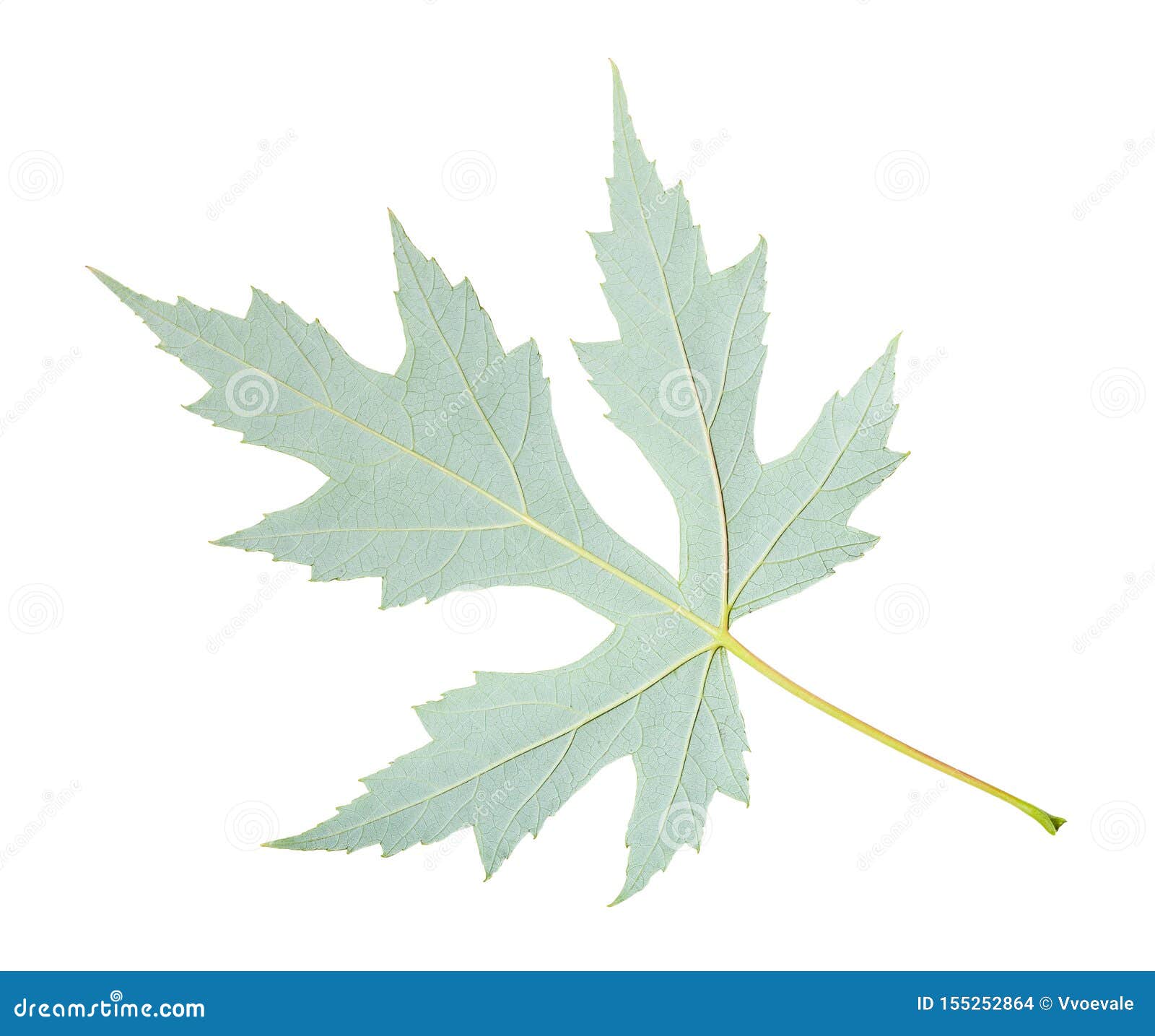 Silver Maple Tree Leaf