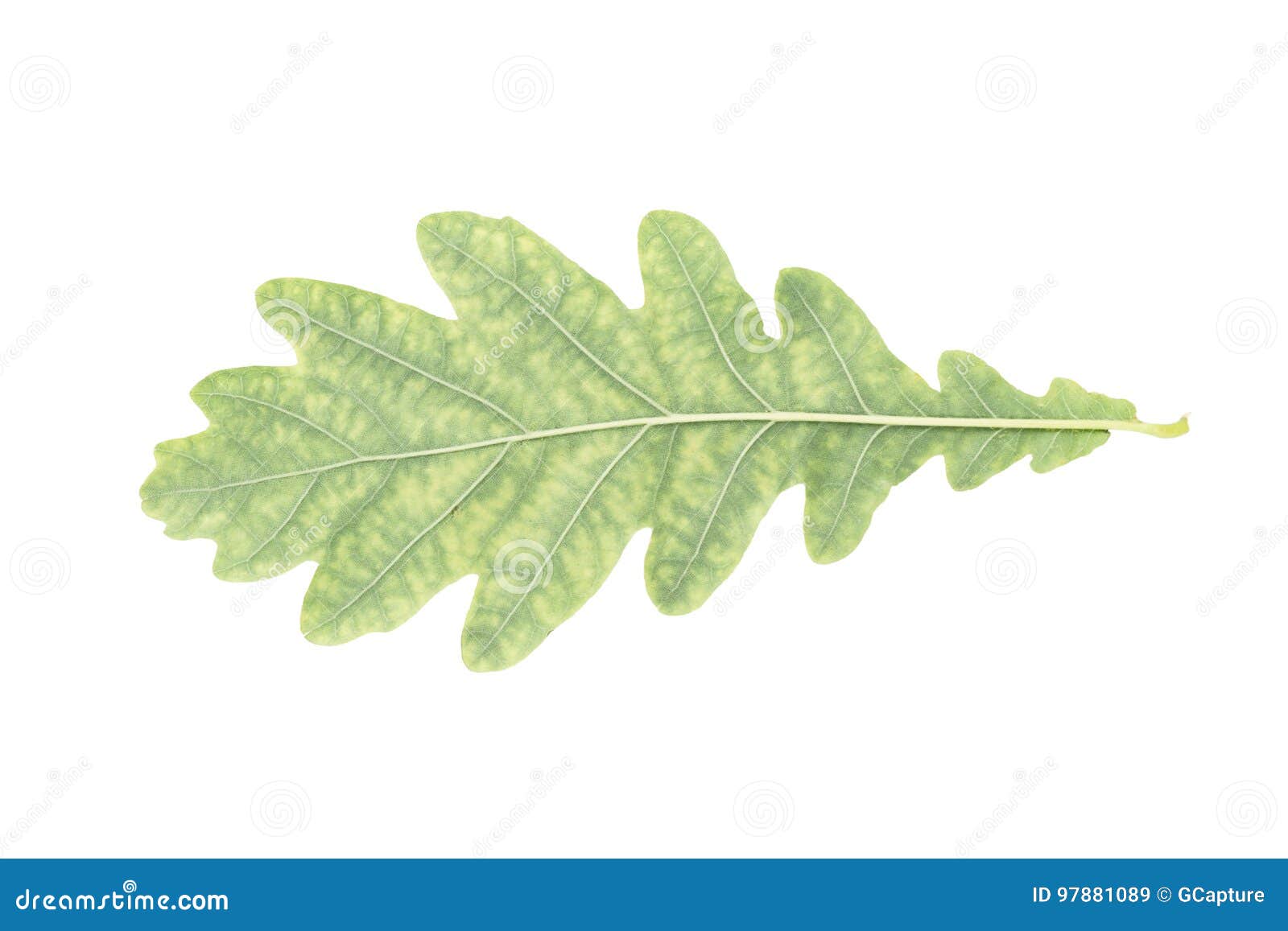 Back Side of Oak Green Leaf Isolated on White Stock Image - Image of ...