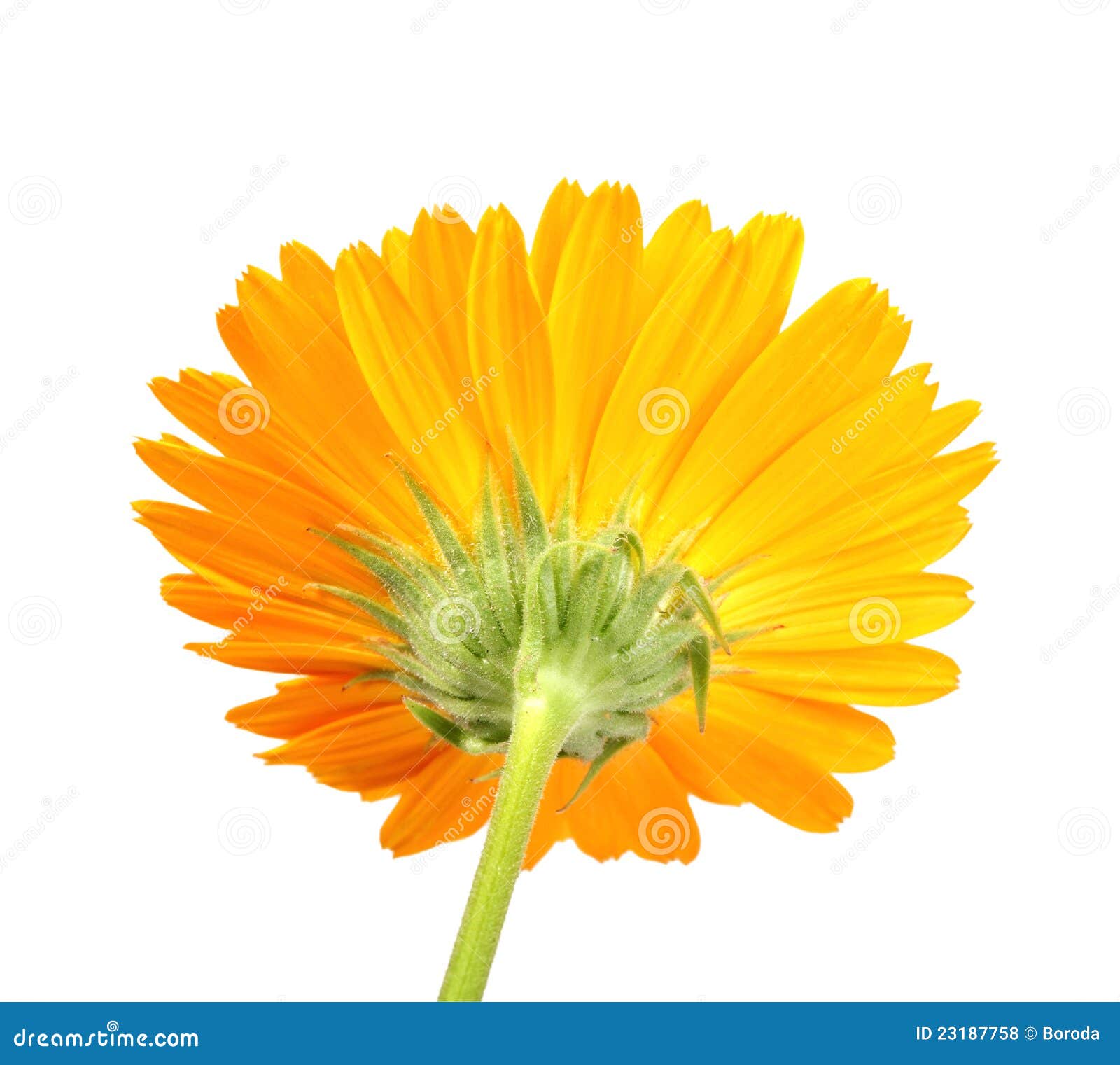 Back-side of Orange Flower Isolated Stock Photo - Image of side ...