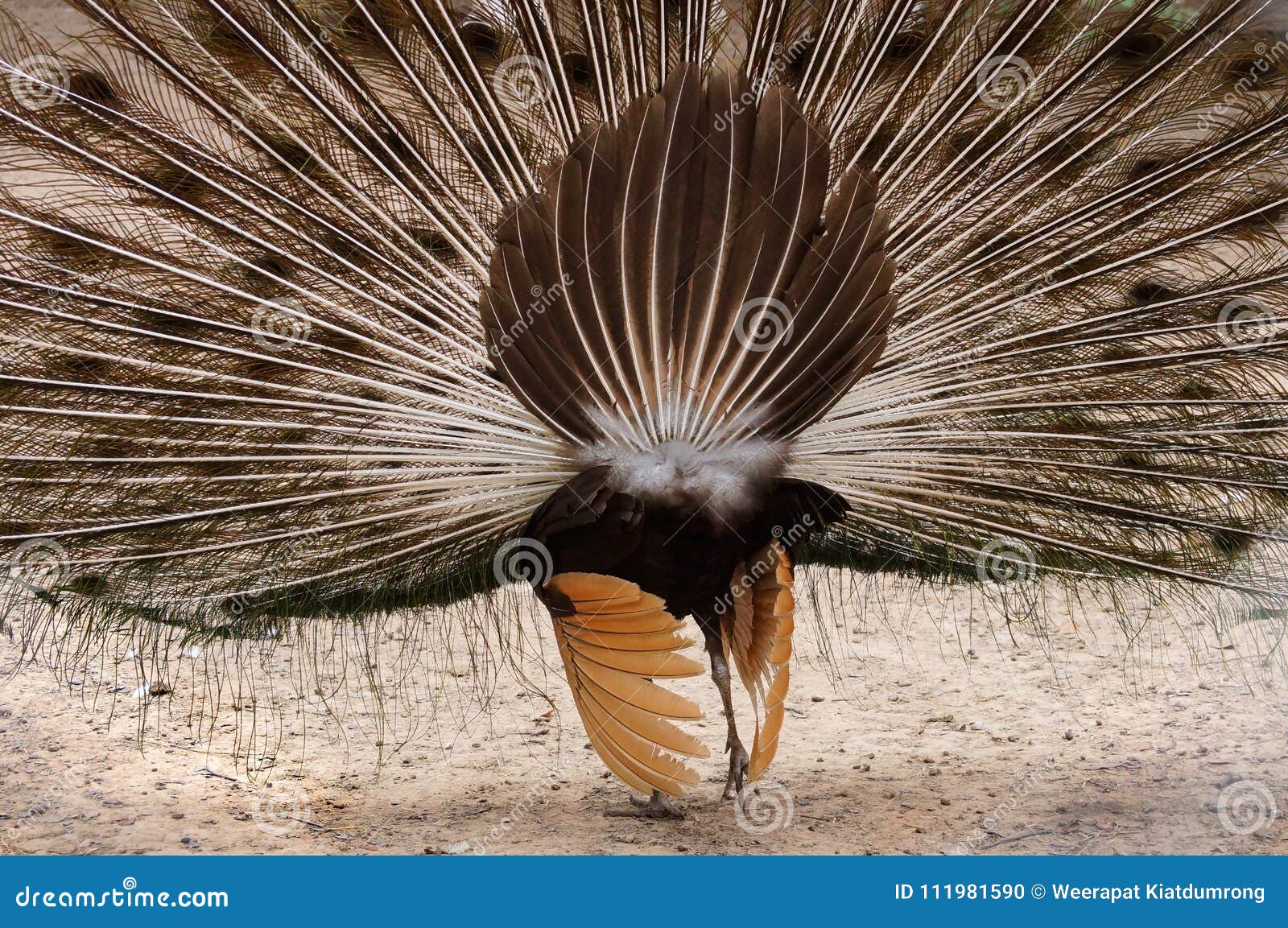 The Back Side of the Peacock Stock Photo - Image of beautiful, back ...