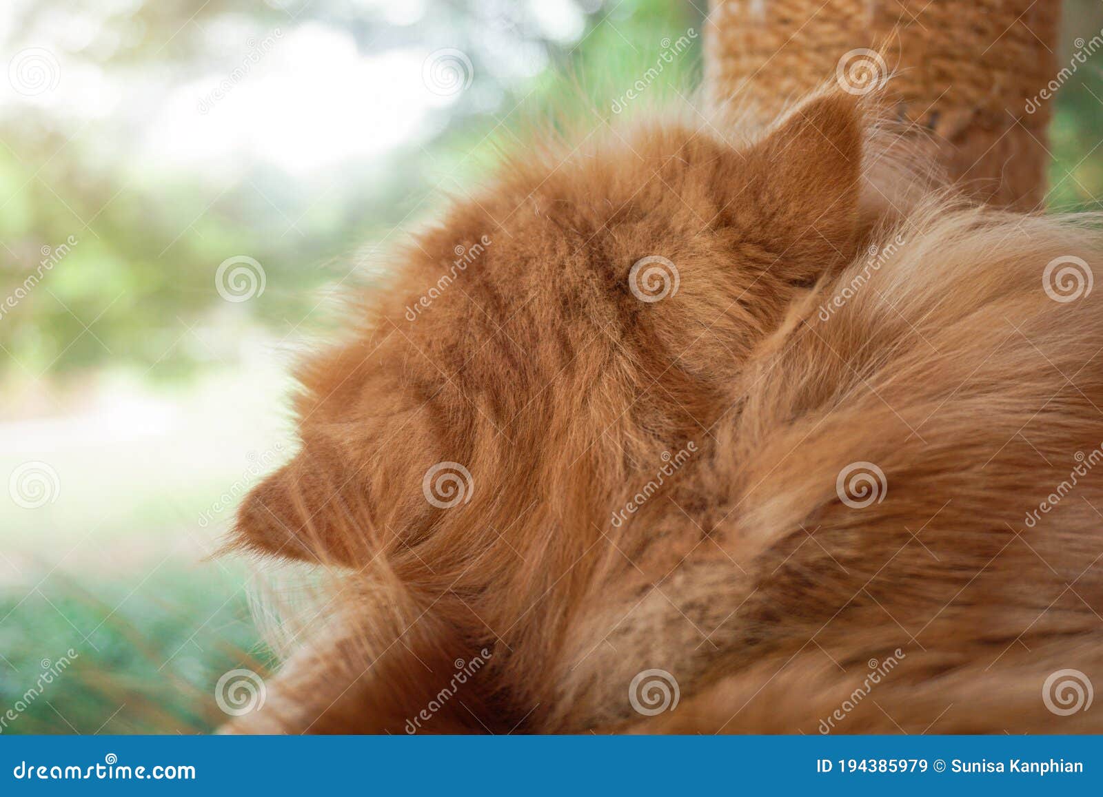 Back Side of Persian Cat is Sleeping. Stock Image - Image of face ...