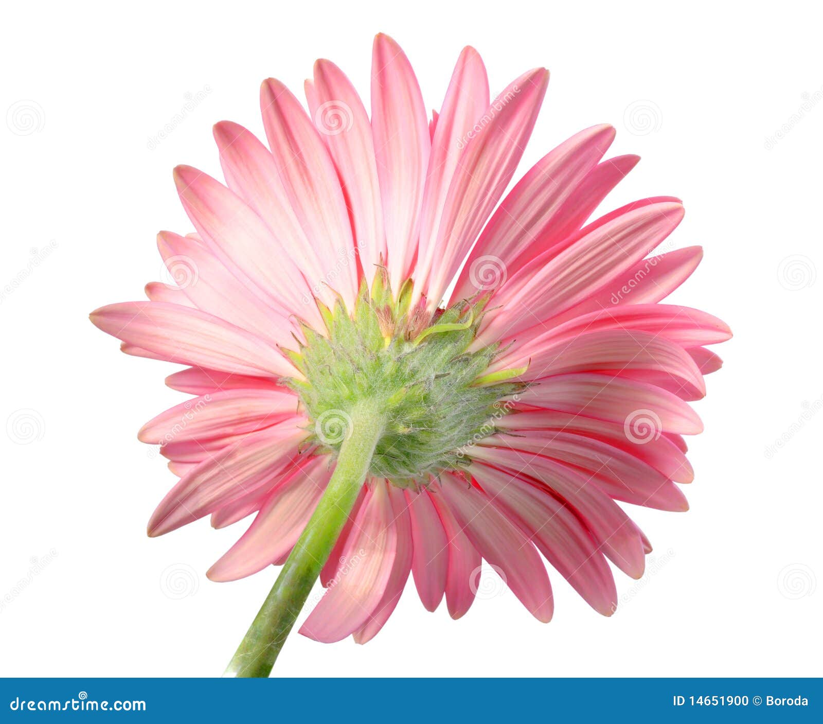 Back-side of pink flower stock photo. Image of length - 14651900
