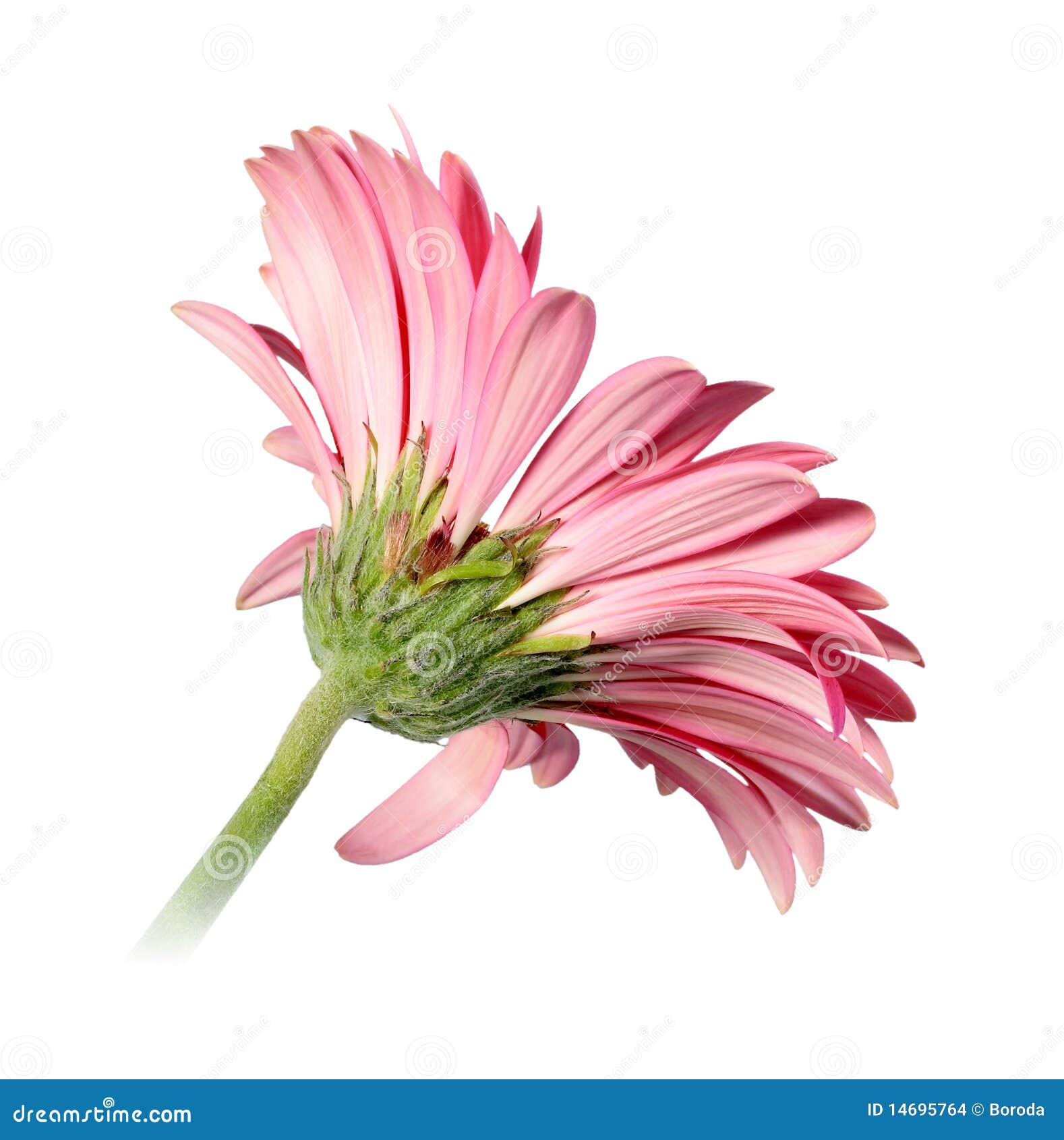 Back-side of pink flower stock photo. Image of petal - 14695764
