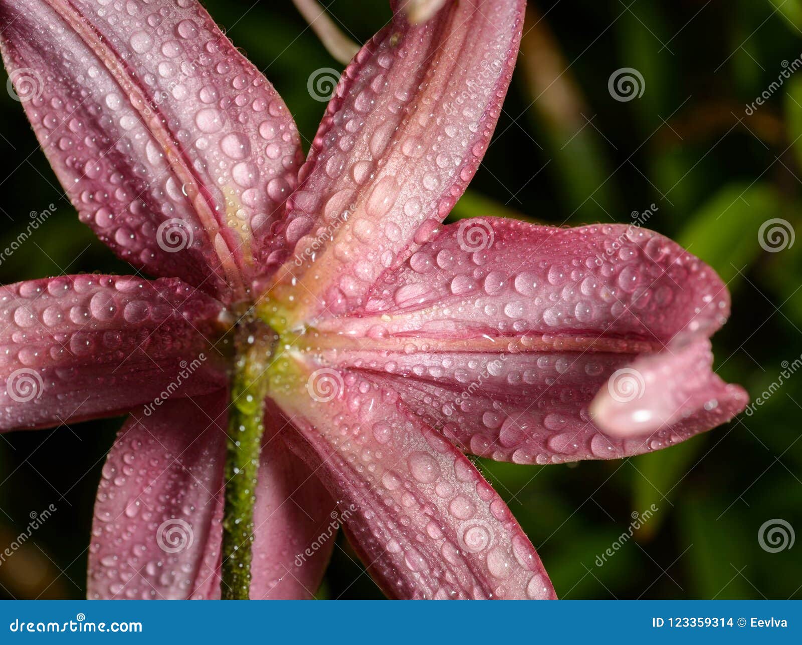 Back Side of Pink Lily is Covered with Drops. Stock Photo - Image of ...