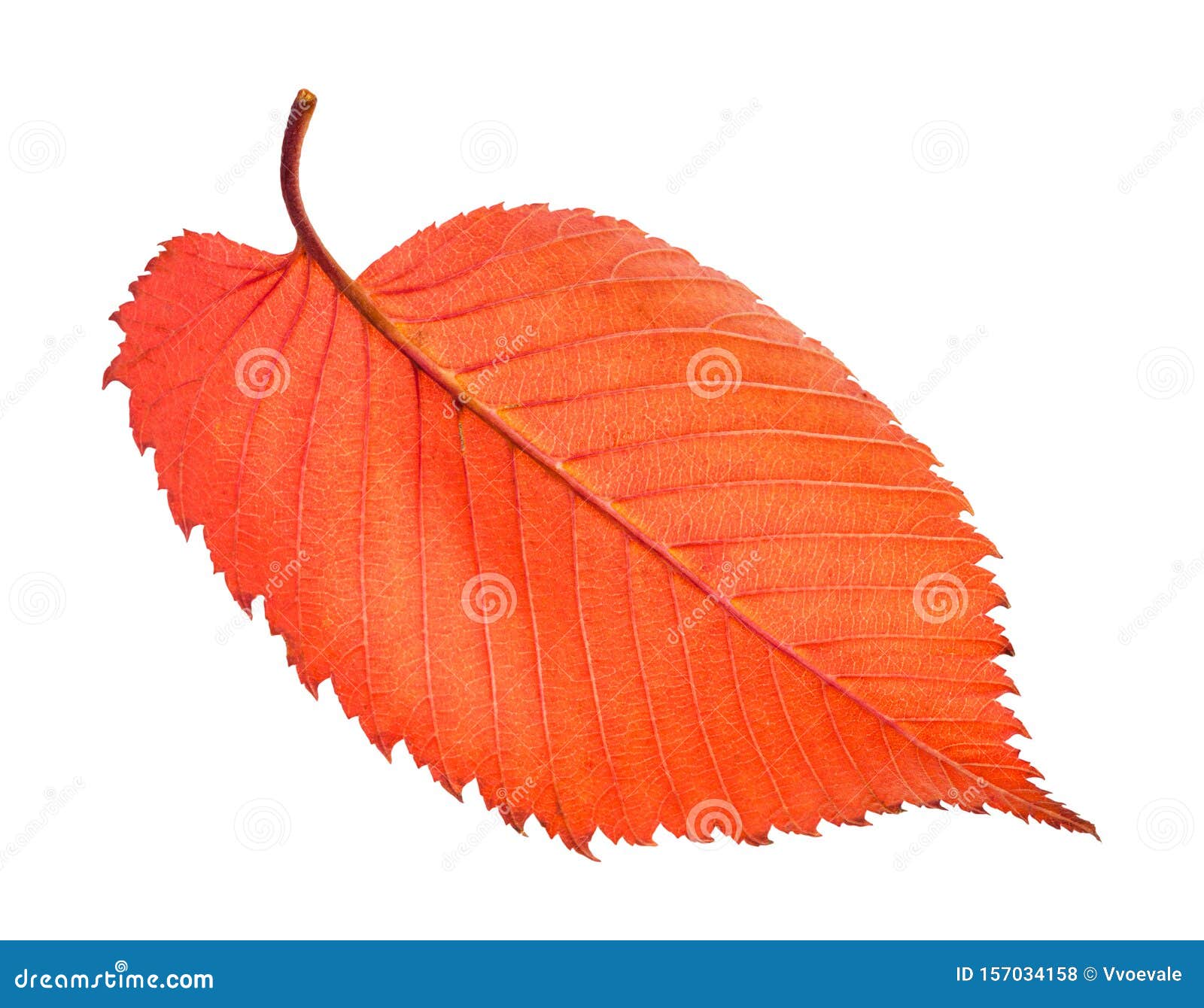 Back Side of Red Fallen Leaf of Elm Tree Isolated Stock Photo - Image ...