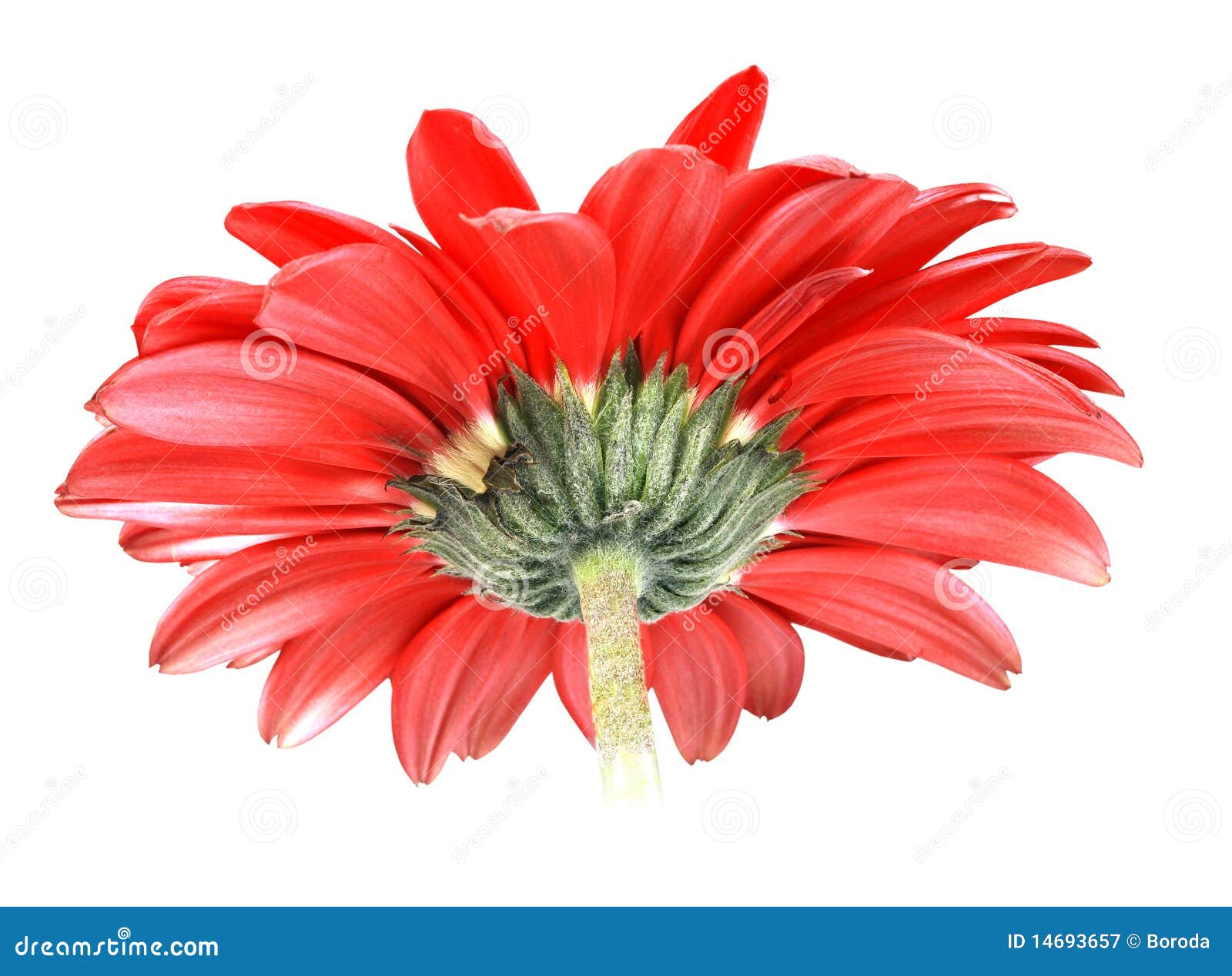 Back-side of red flower stock image. Image of petal, length - 14693657