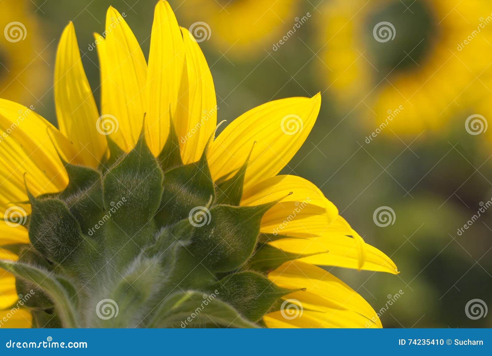 Back side of sunflower. stock photo. Image of biology - 74235410