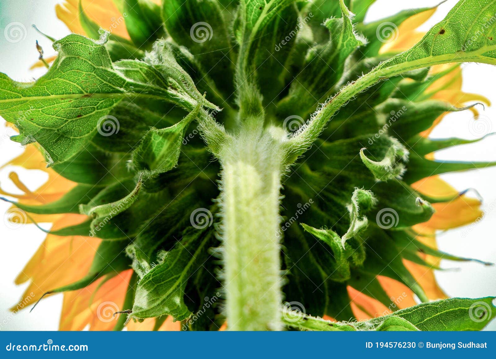 Back side of sunflowers stock photo. Image of shrub - 194576230