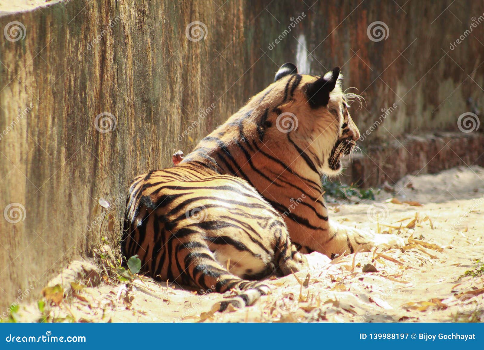 Back Side of a Tiger Sleeping Stock Image - Image of outdoors, forest ...