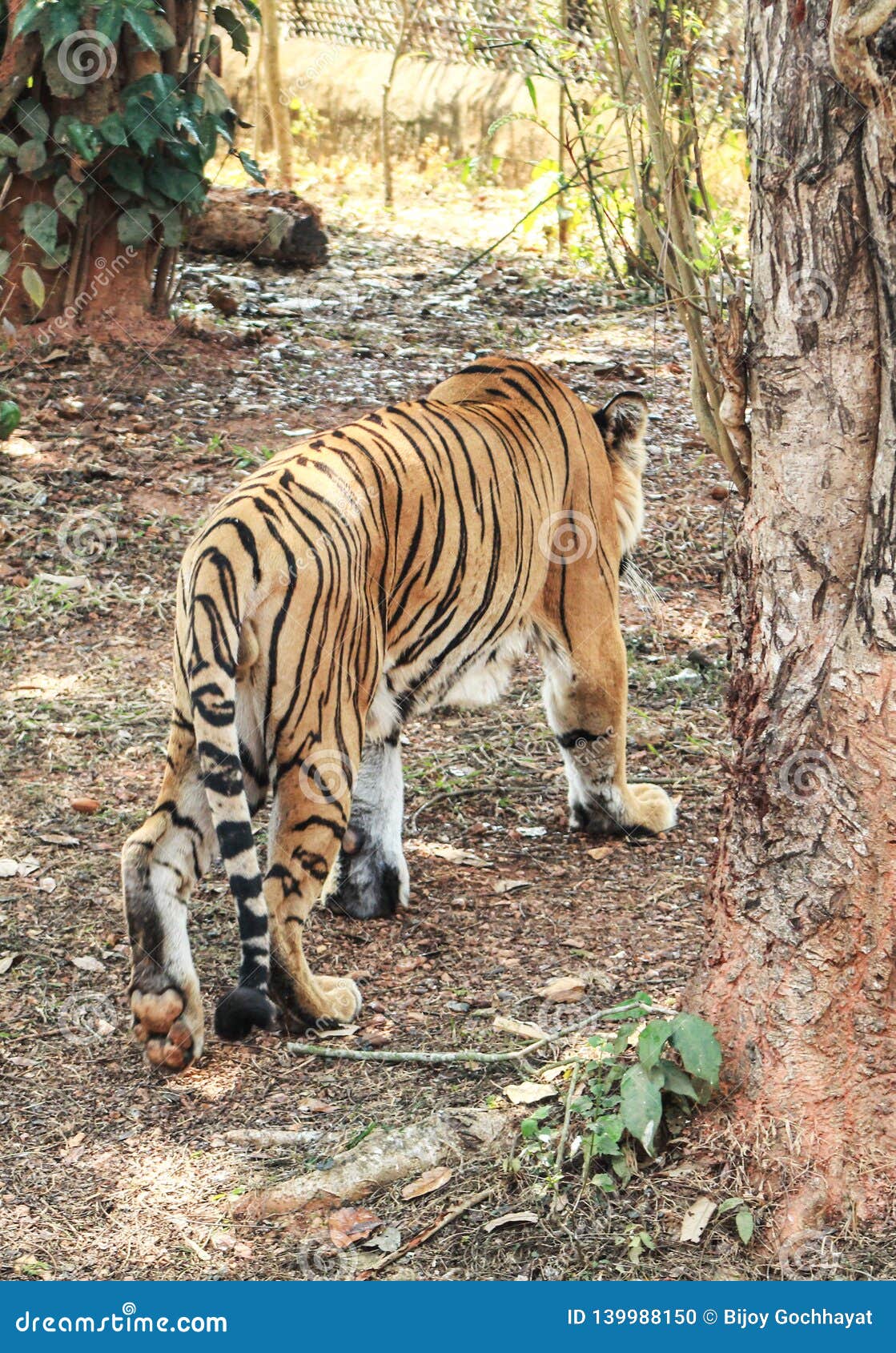 Back side of tigress tiger stock photo. Image of head - 139988150