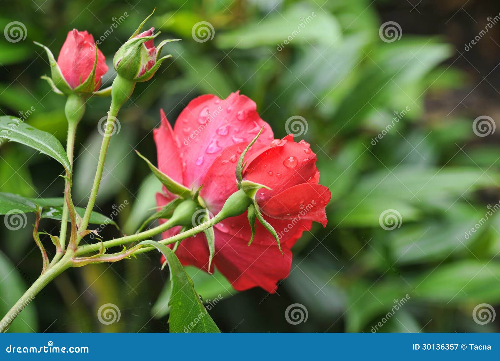 Tiny pink roses stock image. Image of post, parc, garden - 30136357