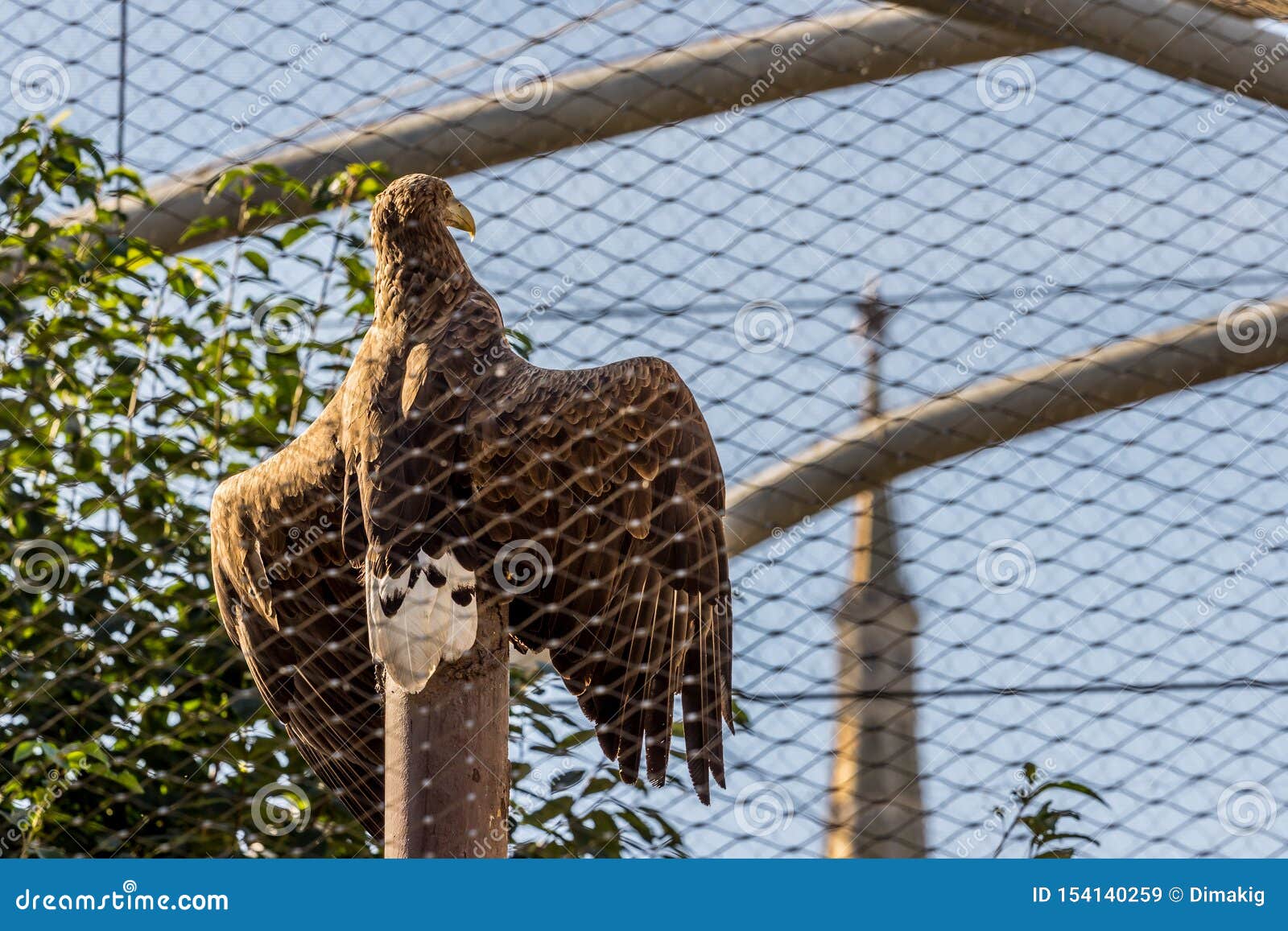 Back Side View of an Eagle Sitting Spreading Its Wings Stock Image ...