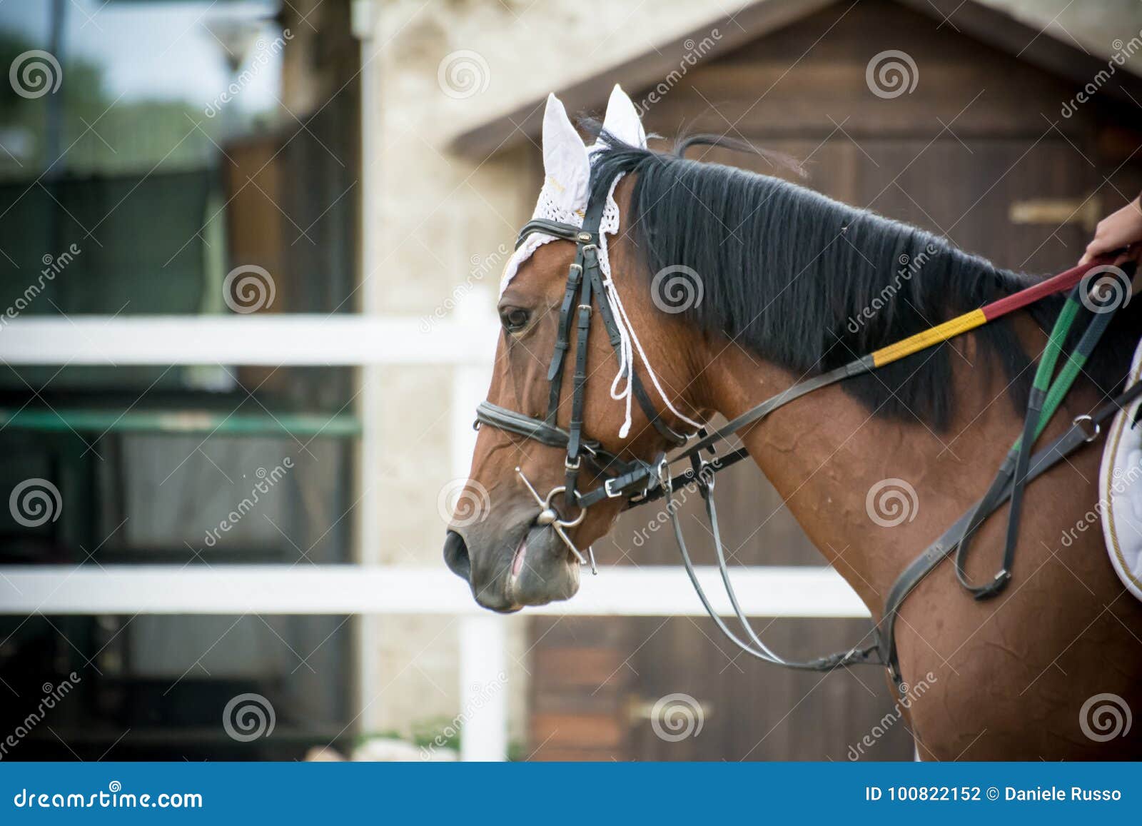 Back Side View of a Group of Riders Stock Photo - Image of equitation ...