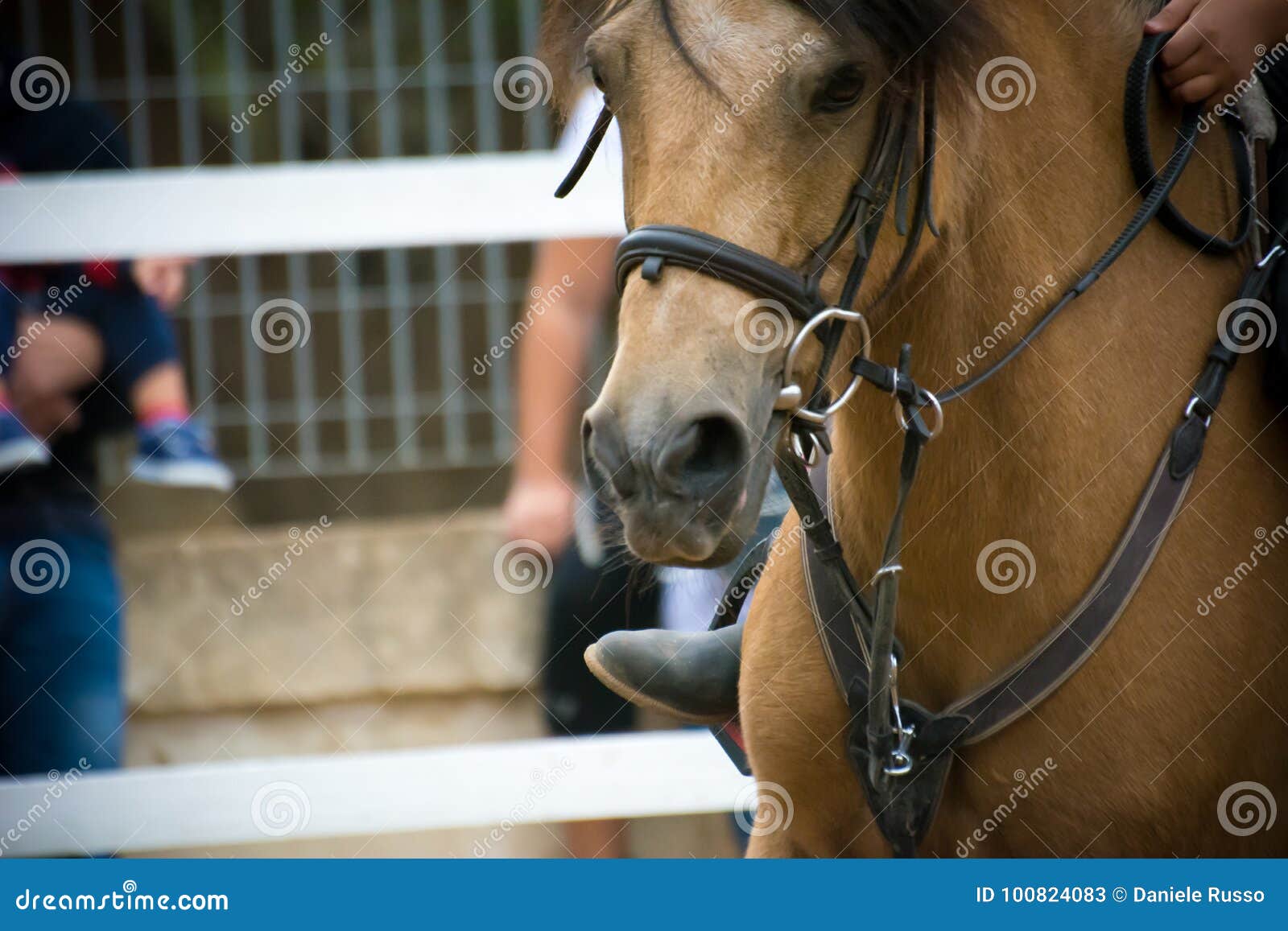 Back Side View of a Group of Riders Stock Image - Image of rider ...