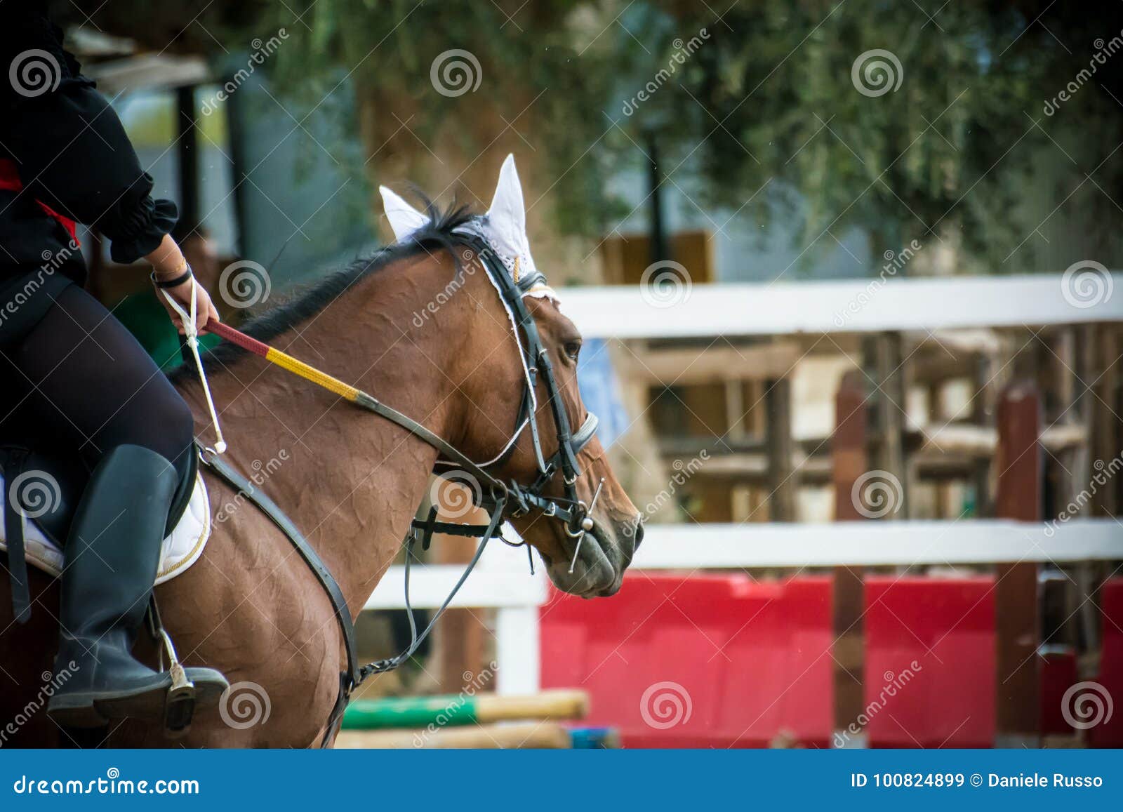 Back Side View of a Group of Riders Stock Image - Image of field ...