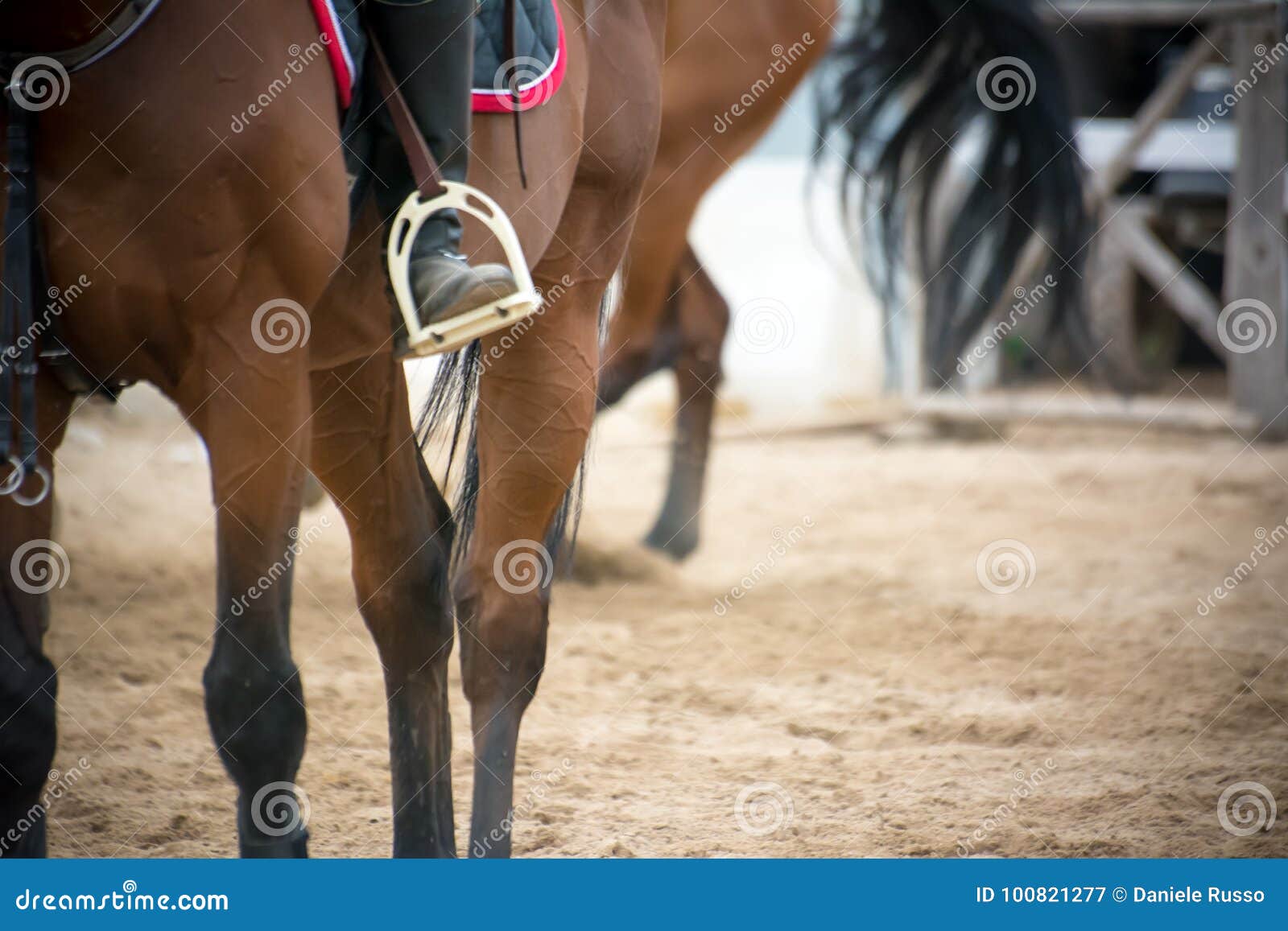 Back Side View of a Group of Riders Stock Image - Image of equestrian ...