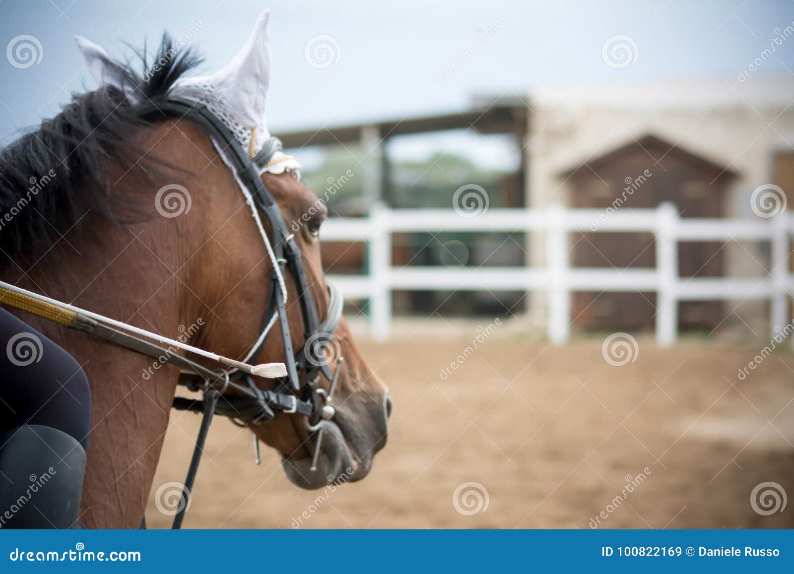 Back Side View of a Group of Riders Stock Image - Image of outdoor ...