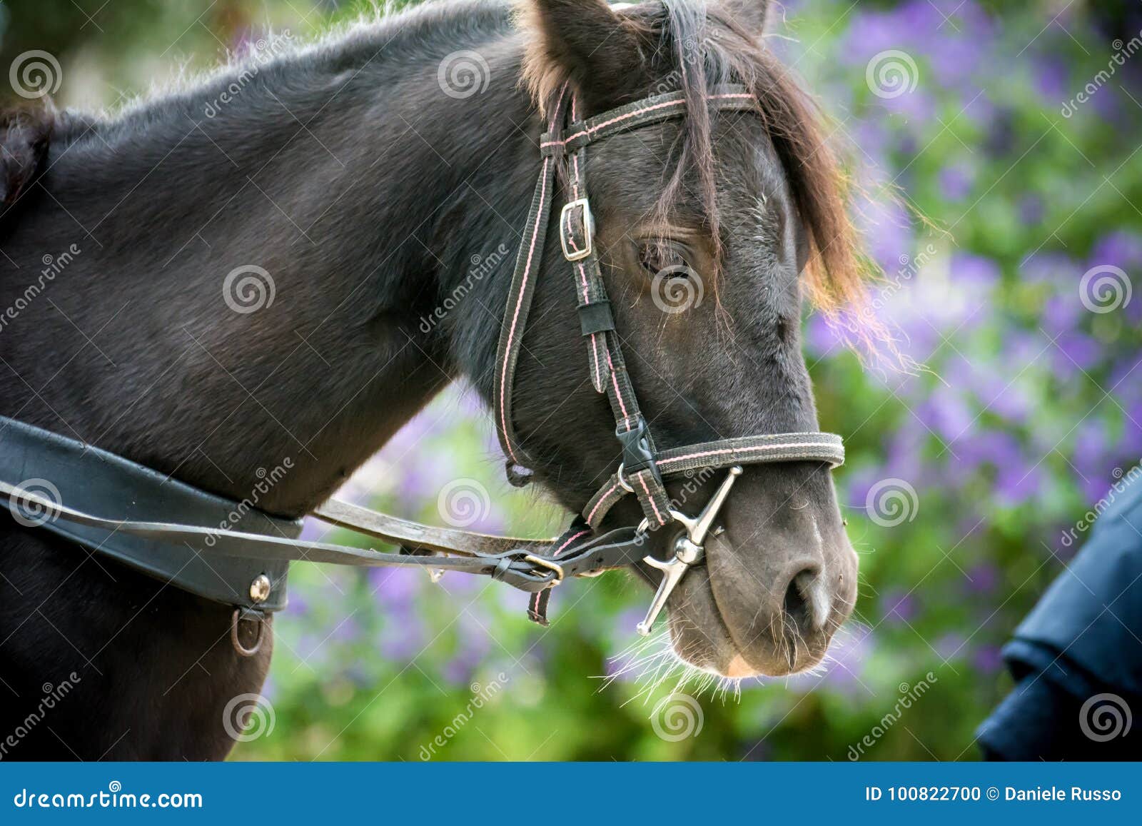 Back Side View of a Group of Riders Stock Photo - Image of outfit ...