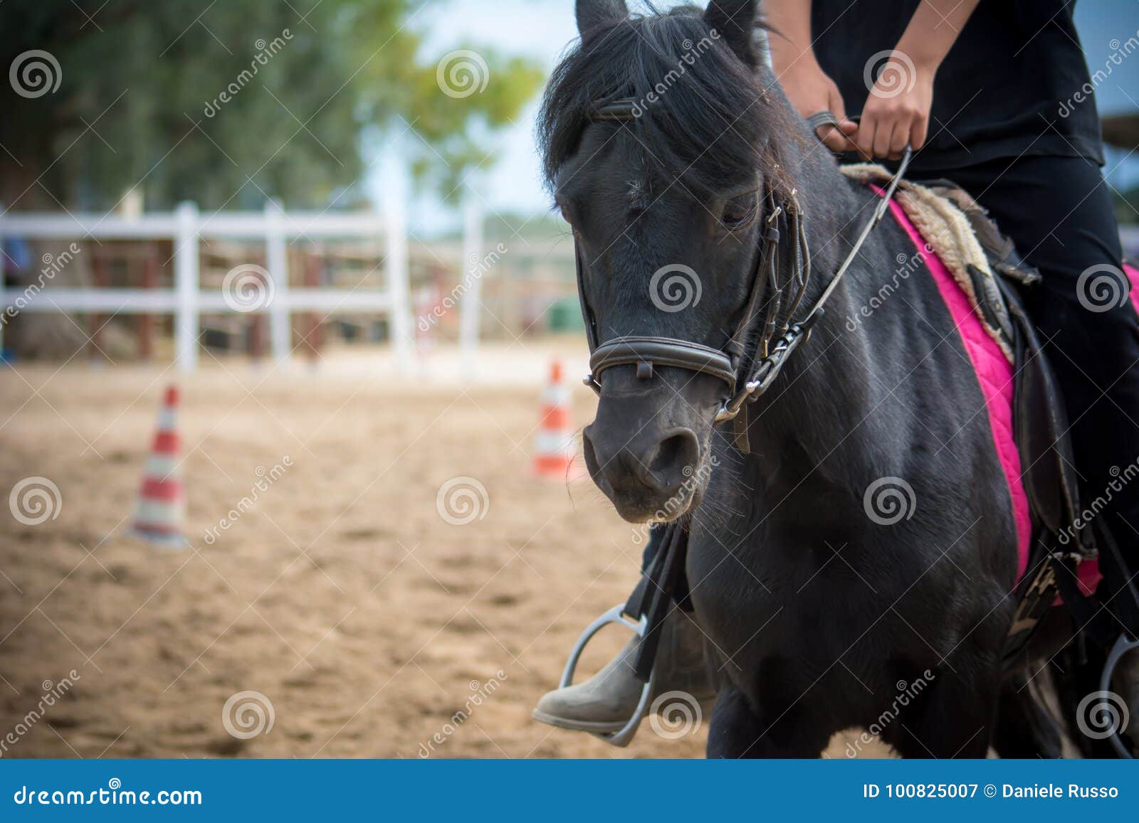 Back Side View of a Group of Riders Stock Image - Image of brown, black ...