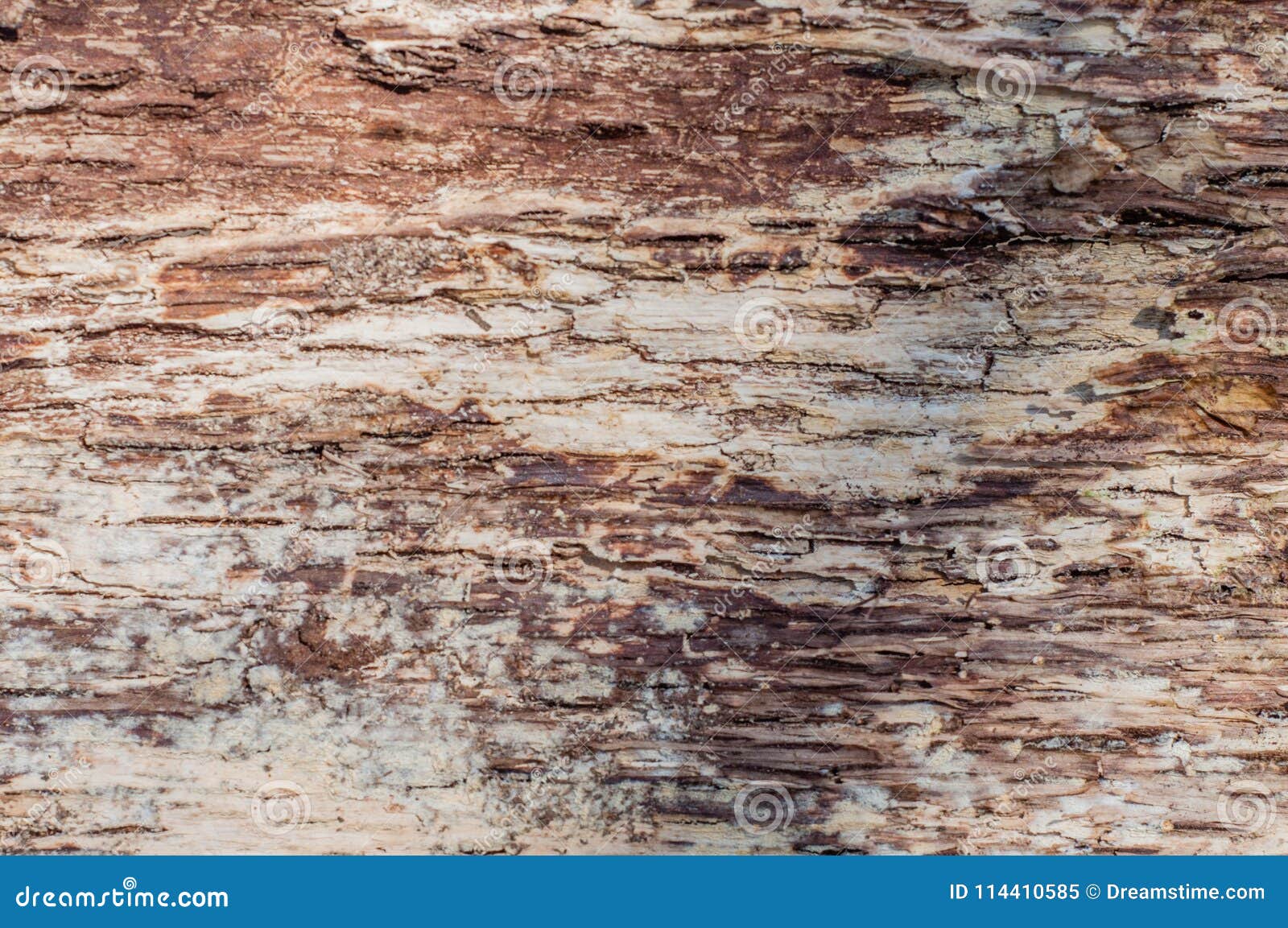 The Back Side View of Tree Bark Texture Stock Image - Image of forestry ...