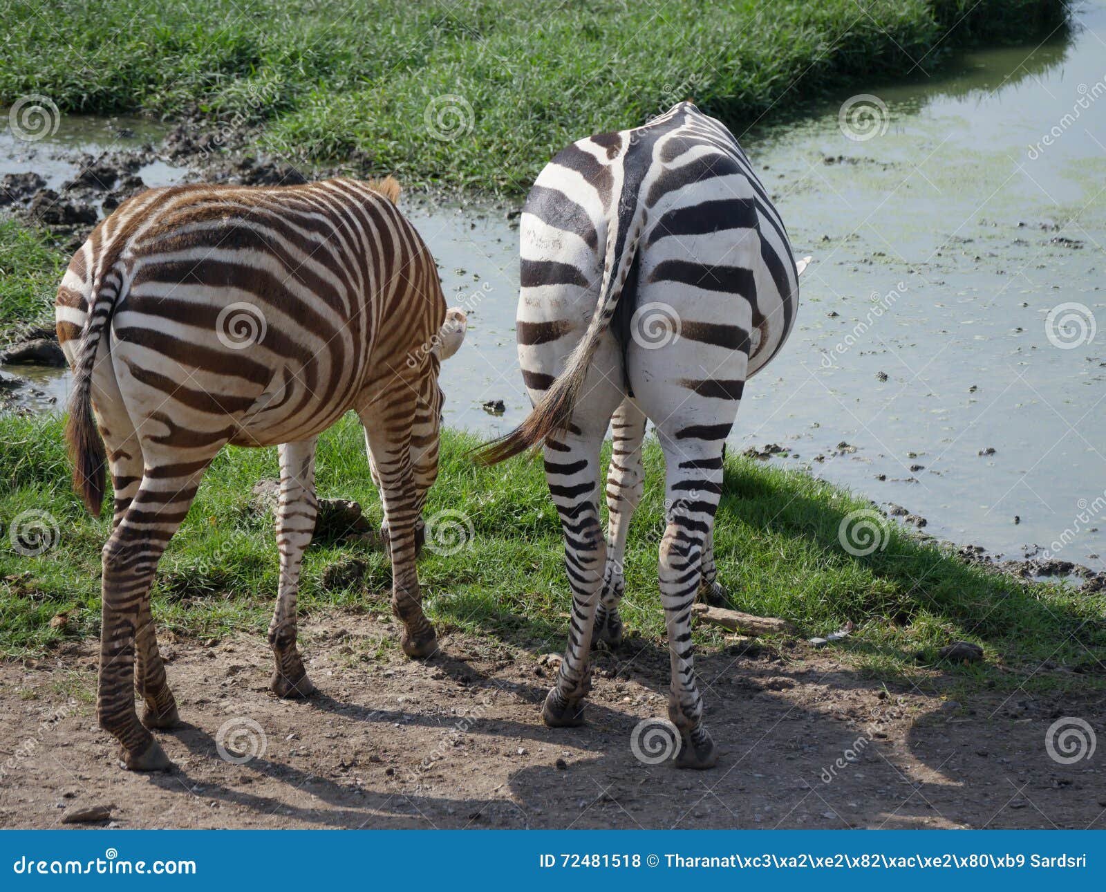 Back side view Two Zebras stock photo. Image of striped - 72481518