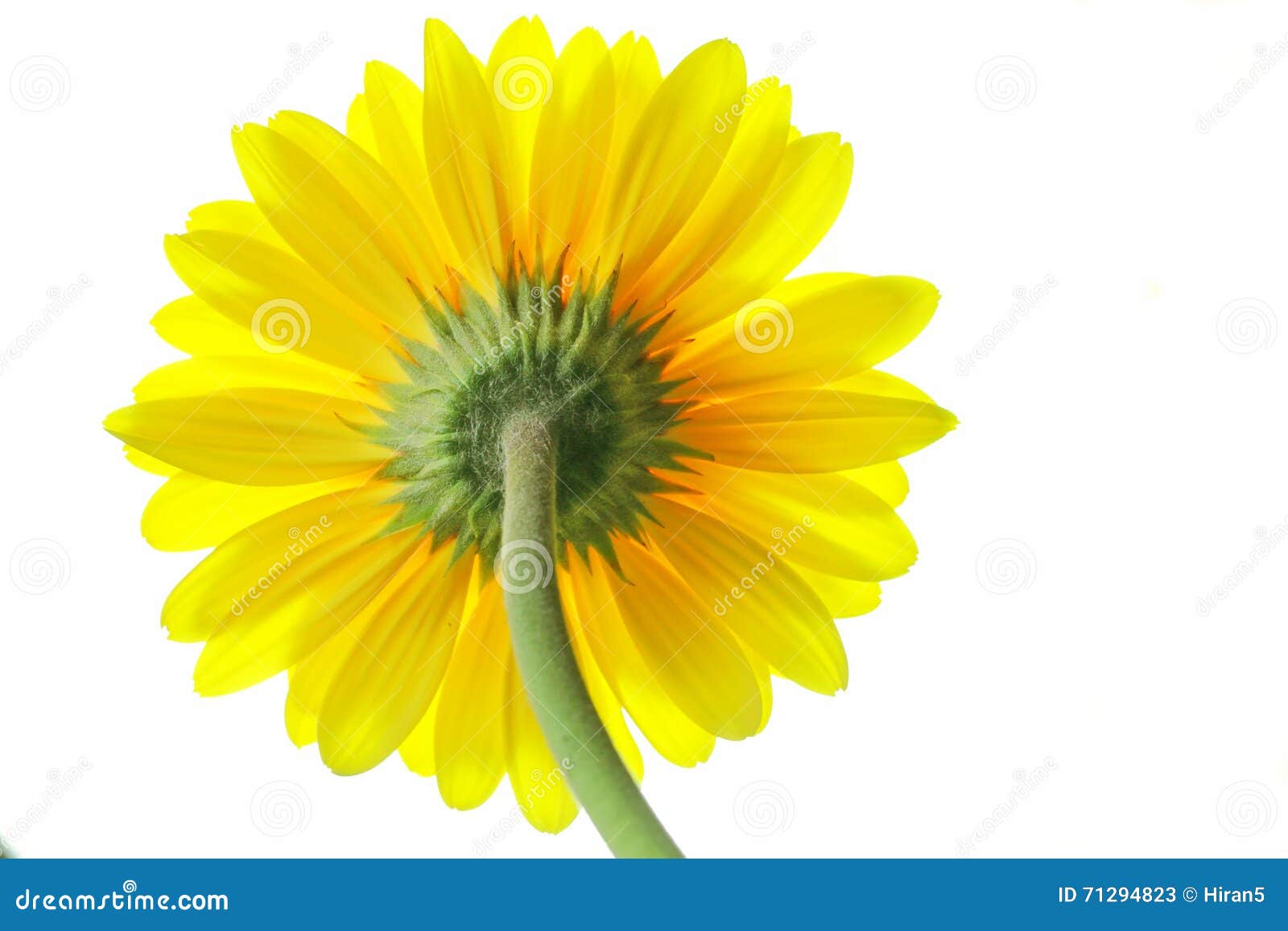 Back side yellow flower stock image. Image of green, farming - 71294823