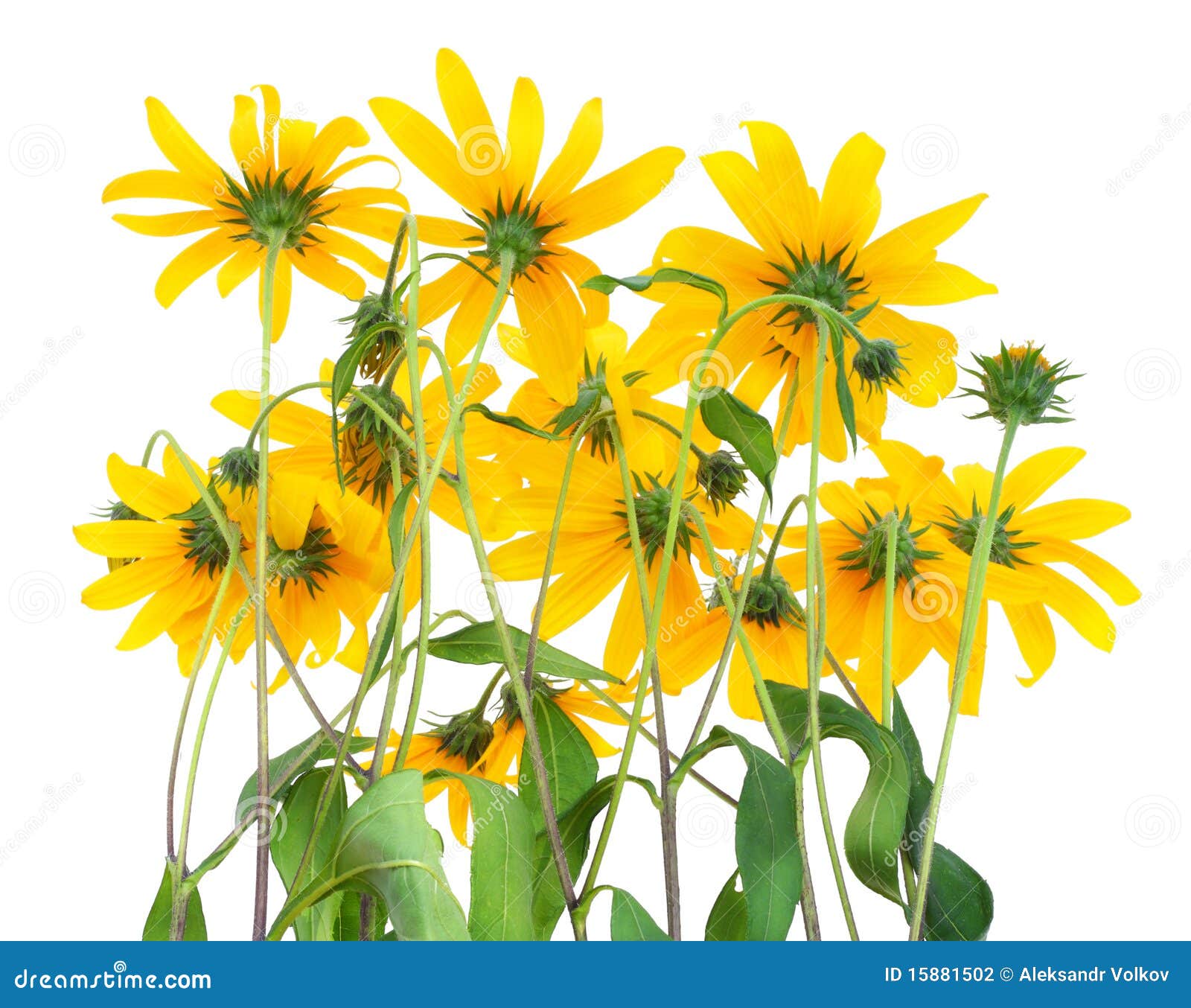 Back Side of Yellow Flowers Stock Photo - Image of blossom, closeup ...